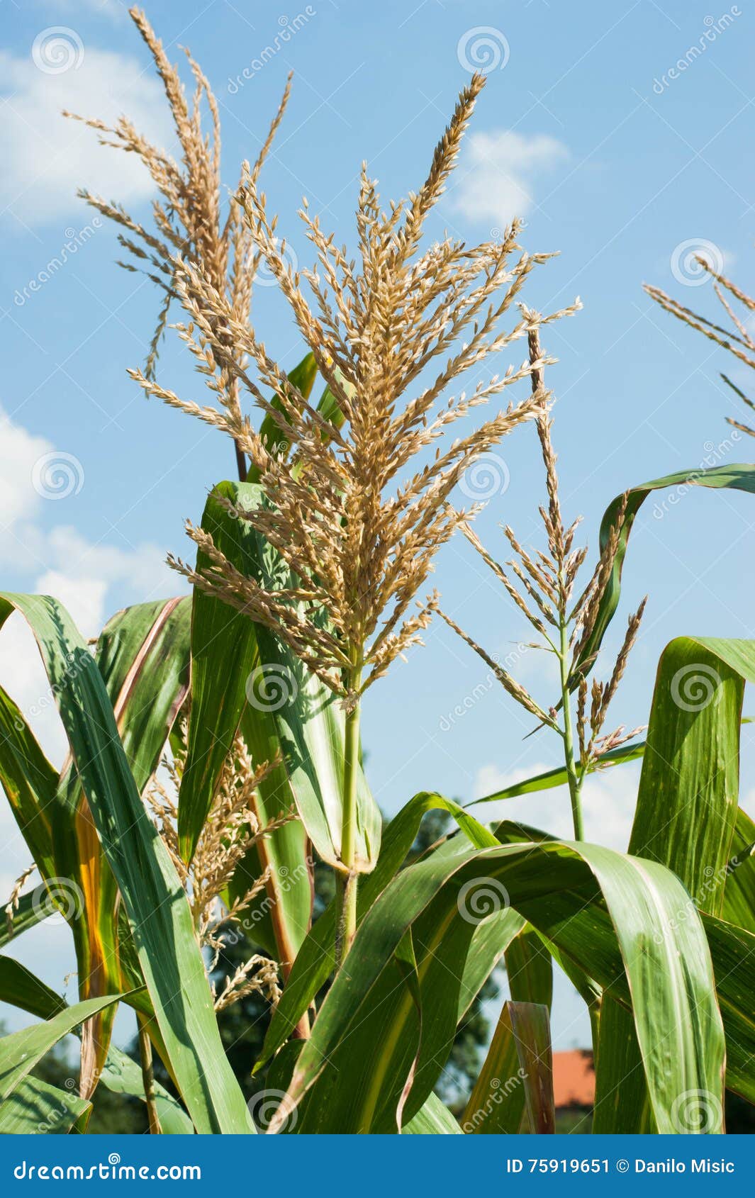 Top corn stock image. Image of maize, cornfield, harvest - 75919651