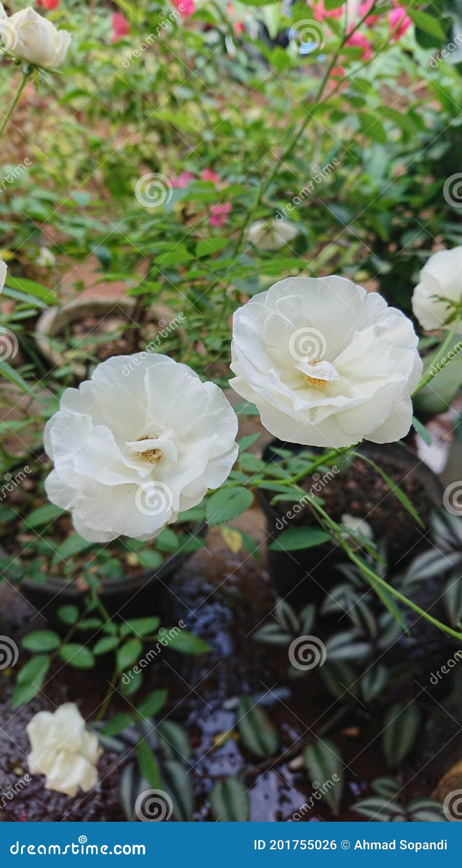 Top Corner View of White Rose Stock Photo - Image of corner, rose ...