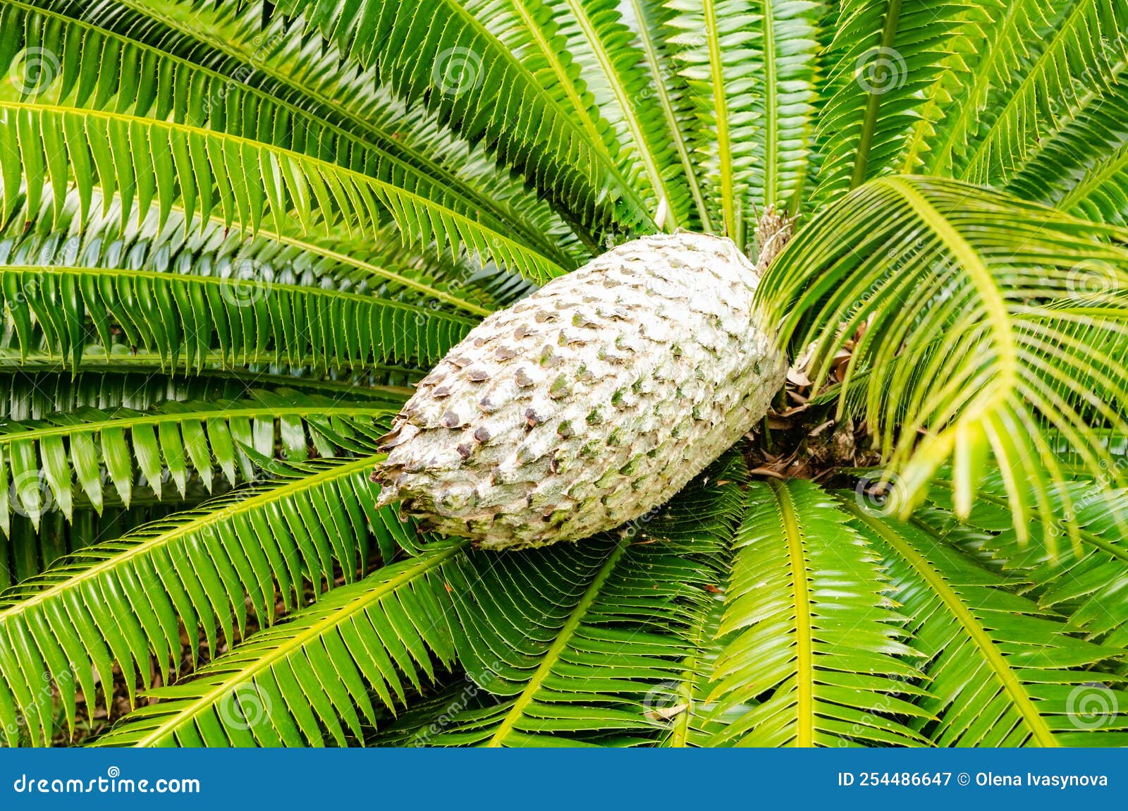 Huge Cycad Tree In An Alley Of Peradeniya Botanical Garden, Kandy, Sri ...