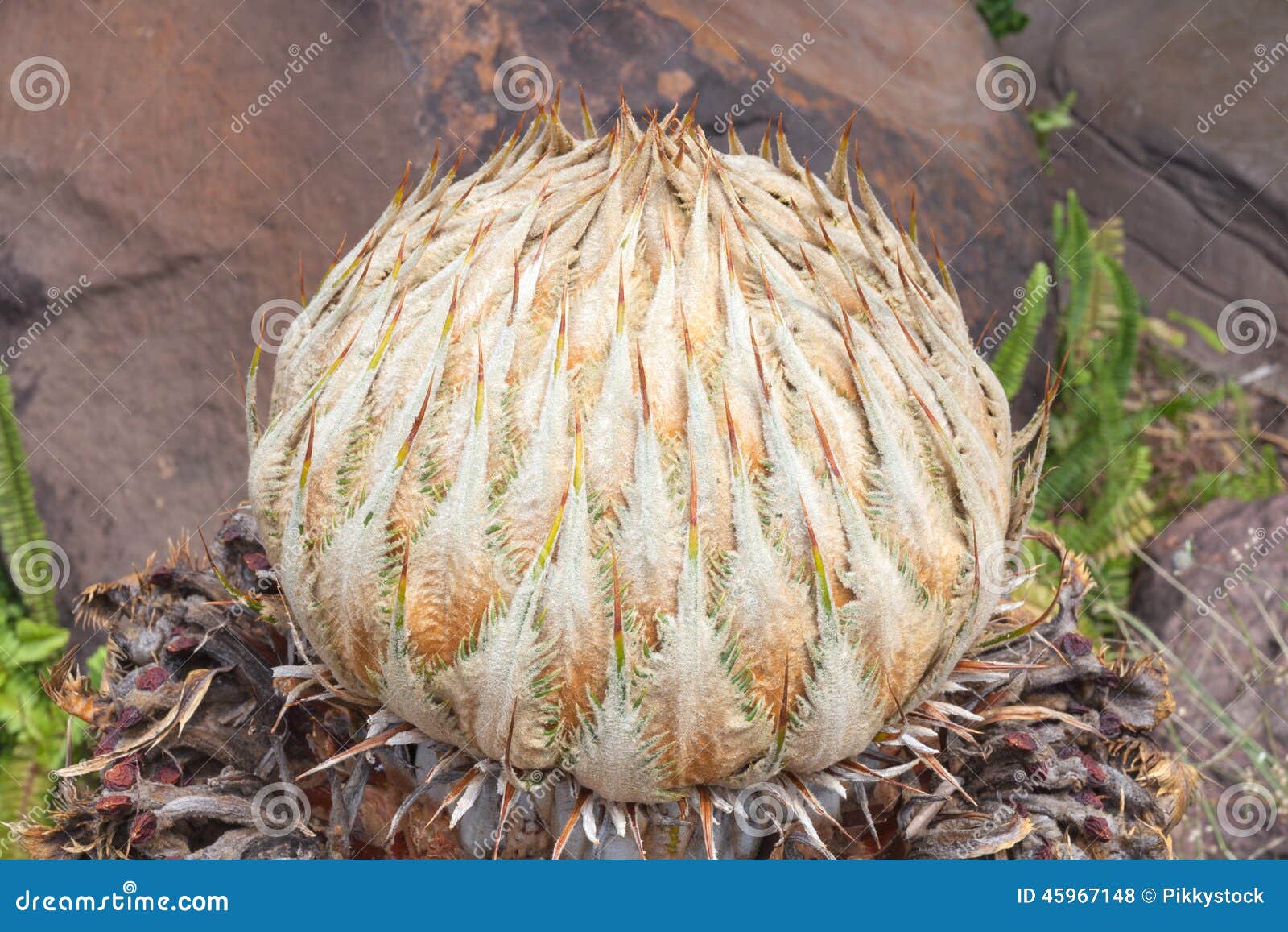 Cycads Royalty-Free Stock Photo | CartoonDealer.com #43082535