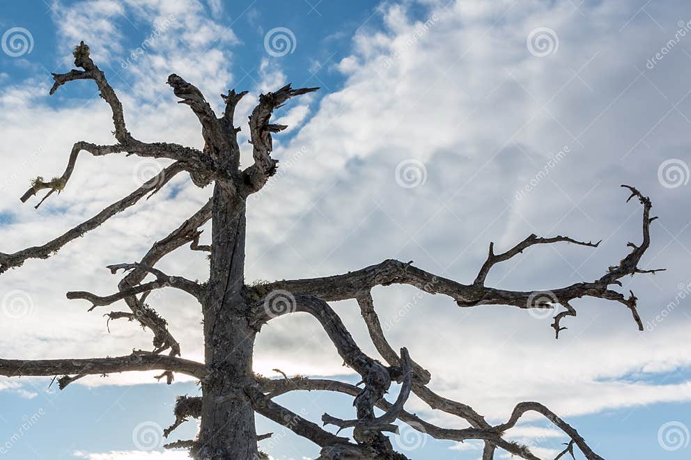 Top of Dead Pine Tree with Sky and Clouds Stock Image - Image of woods ...