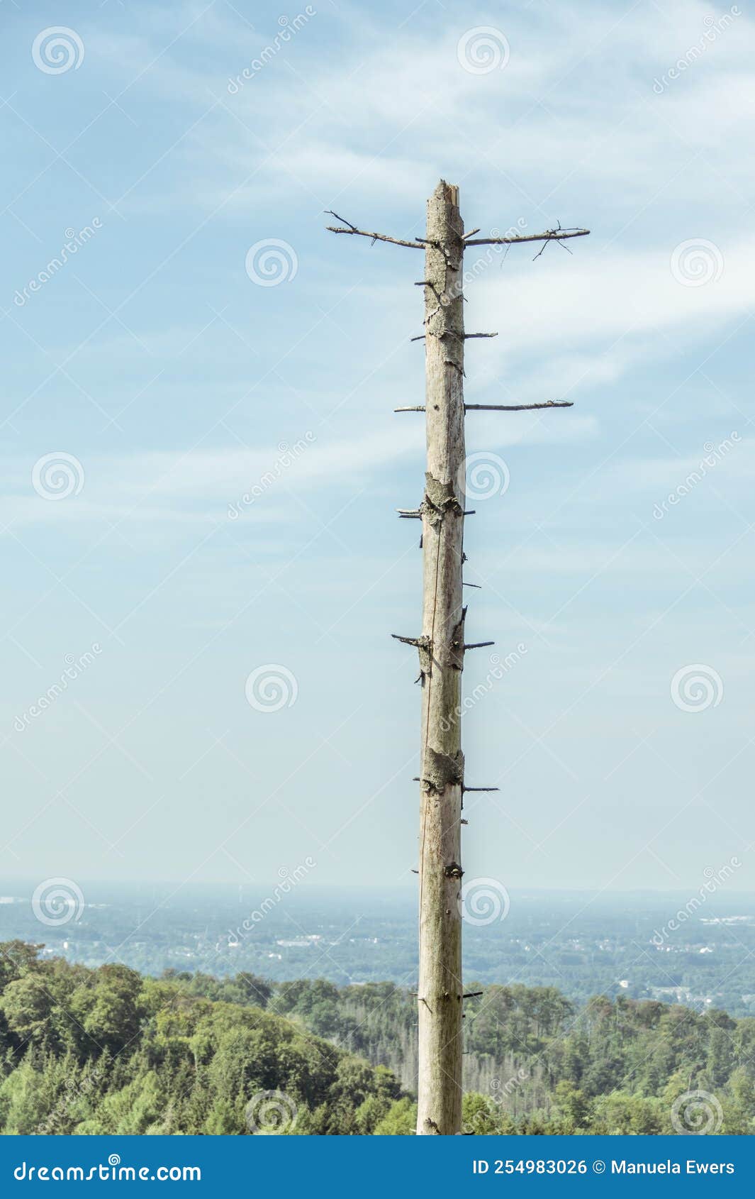 A Dead Tree Top in Front of the Sunny Clear Blue Sky Stock Photo ...