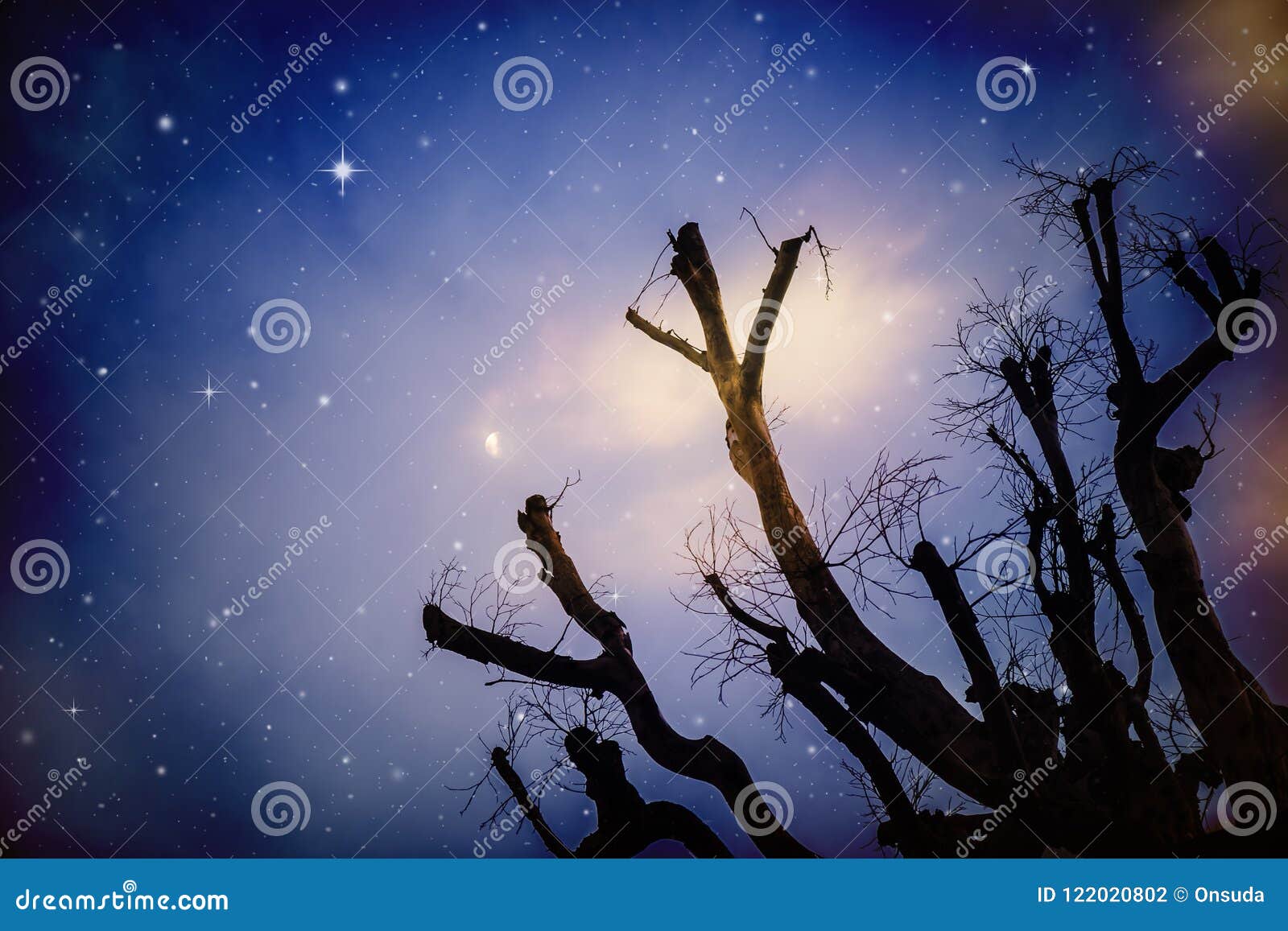 Top of dead tree at night stock photo. Image of scenic - 122020802