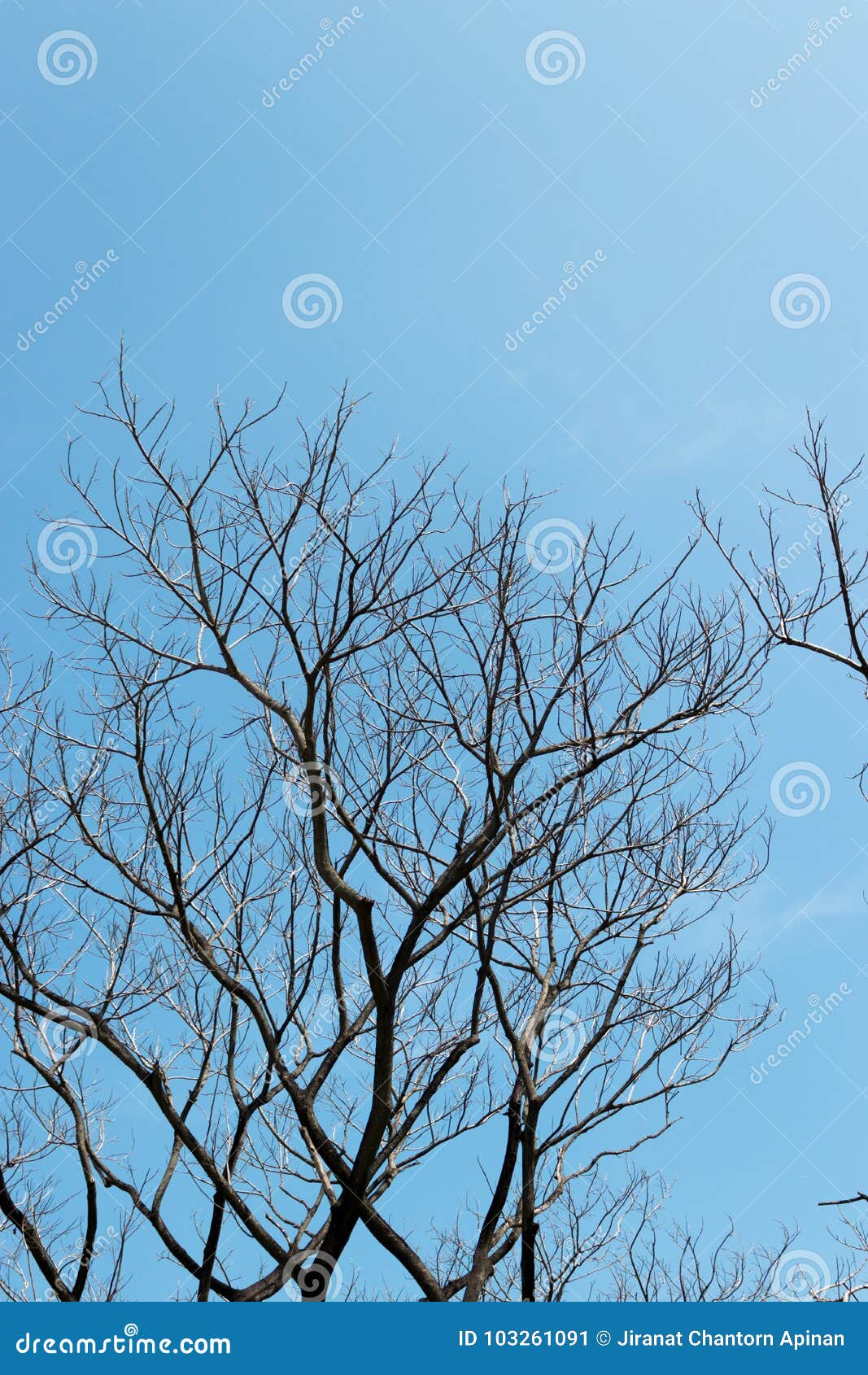 Top of the Dead Trees with Cloudy Sky Stock Image - Image of bare, wood ...