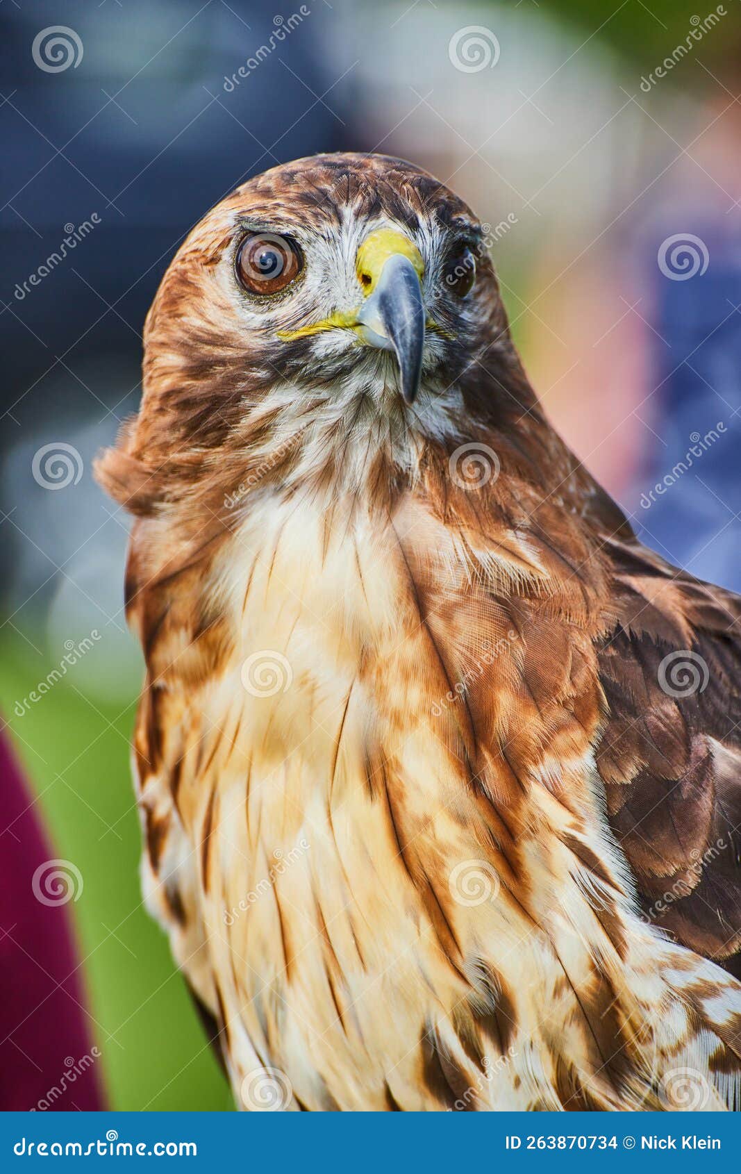 Top Detail of Beautiful Broad-winged Hawk Stock Photo - Image of stare ...