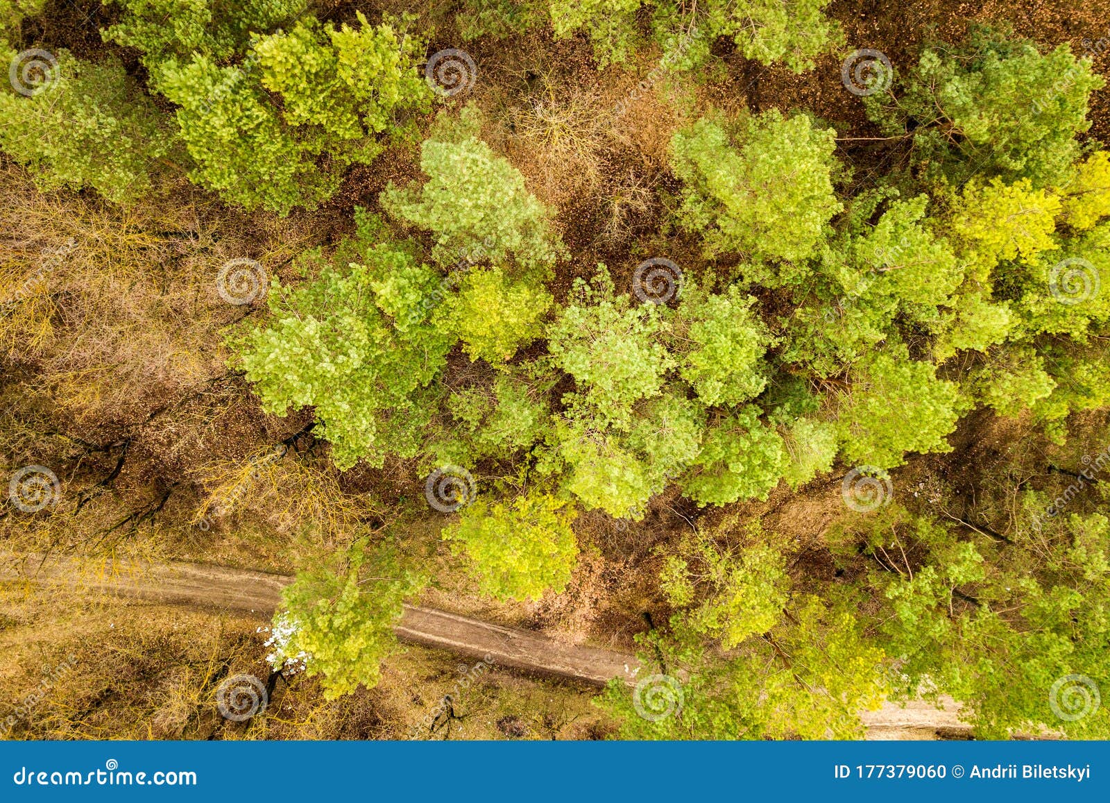 Top Down Aerial View of Green Summer Forest with Many Fresh Trees Stock ...
