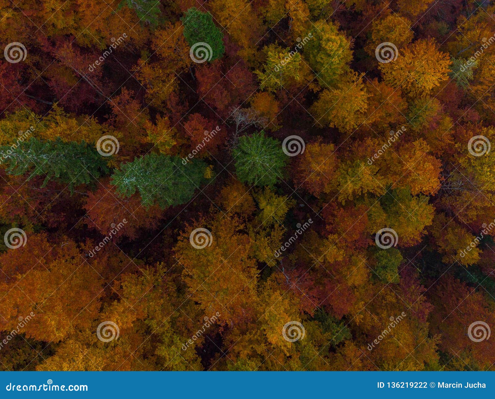 Top Down Aerial View Over Colorful Forest Stock Photo - Image of magic ...