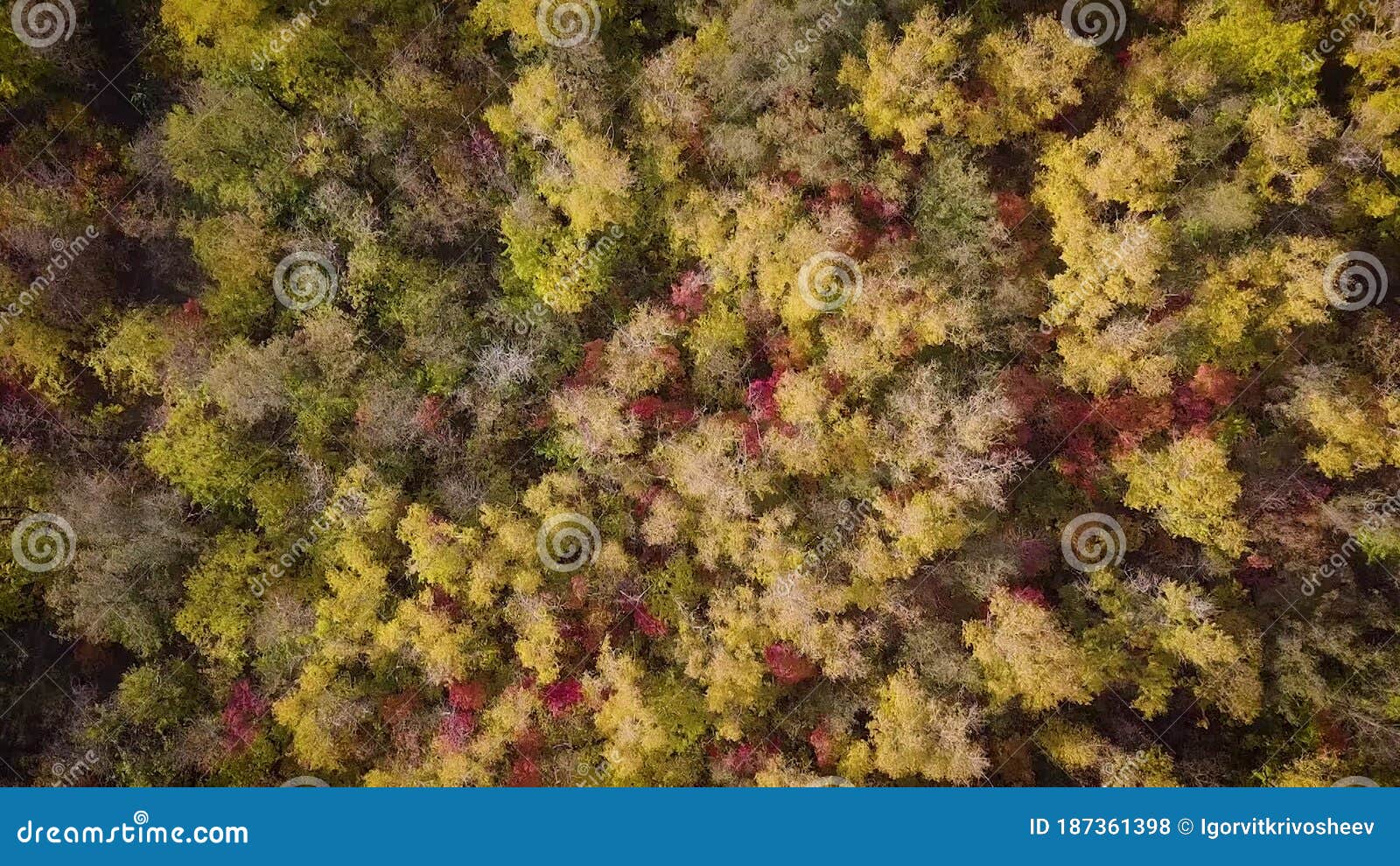 Top Down Autumn Wood. Nature Background. Aerial Top View of Autumn ... Top Down Autumn Wood. Nature Background. Aerial Top View of Autumn ...