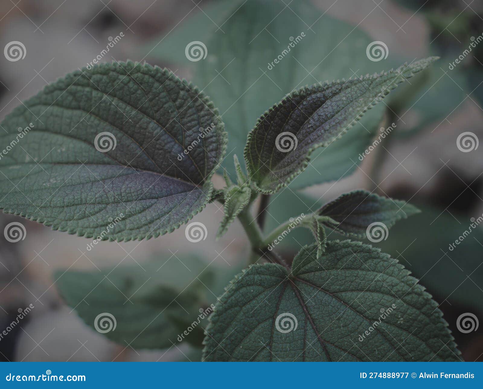 Top Down Closeup of a Plant Head Stock Image - Image of exotic ...