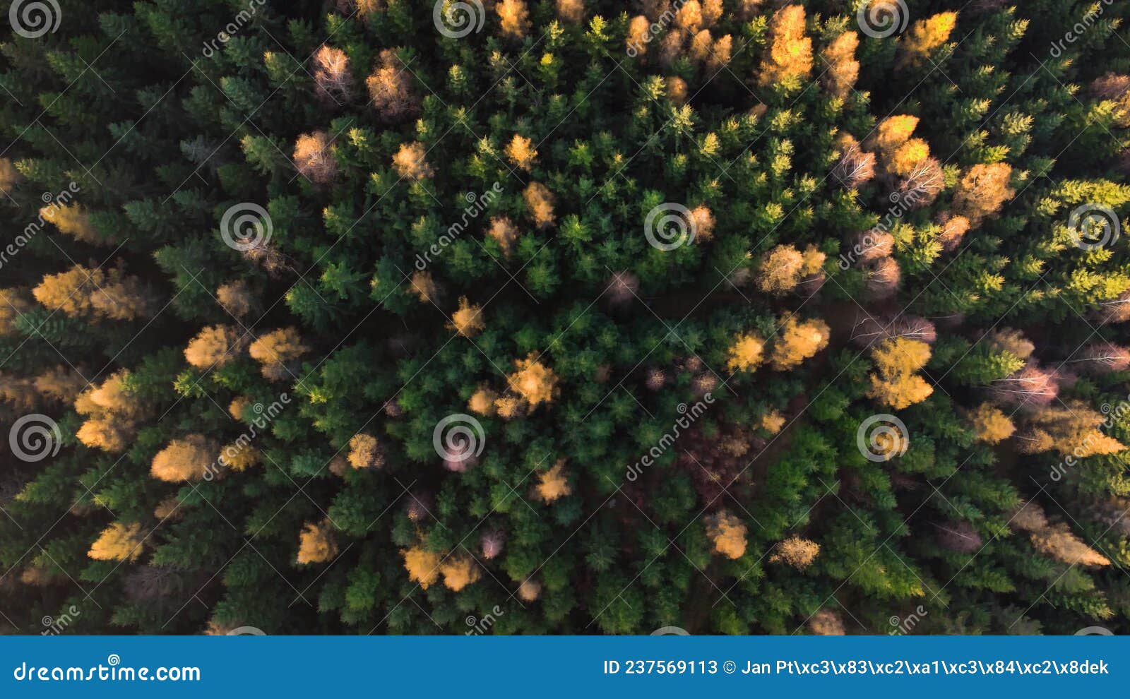 Top down colored forest stock image. Image of fresh - 237569113