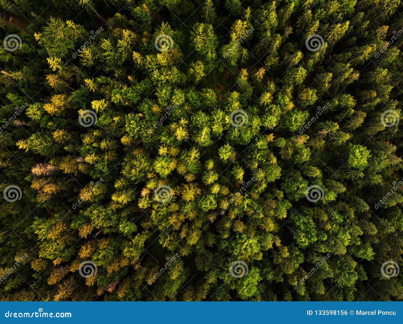 Top Down Forrest in the Sun Stock Photo - Image of fresh, dark: 133598156
