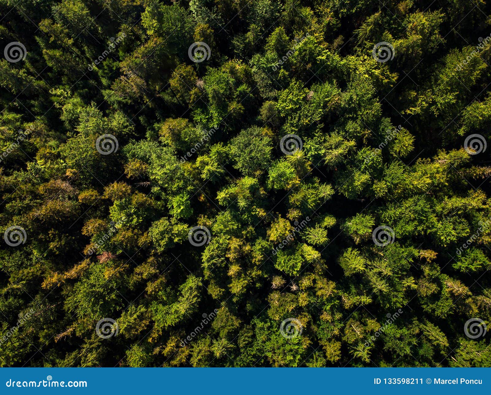 Top Down Forrest in the Sun Stock Image - Image of bright, colorful ...