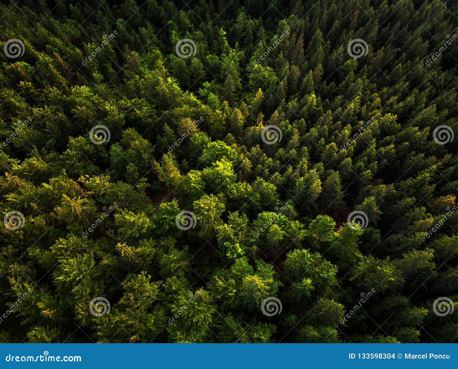 Top Down Forrest in the Sun Stock Photo - Image of pine, scene: 133598304