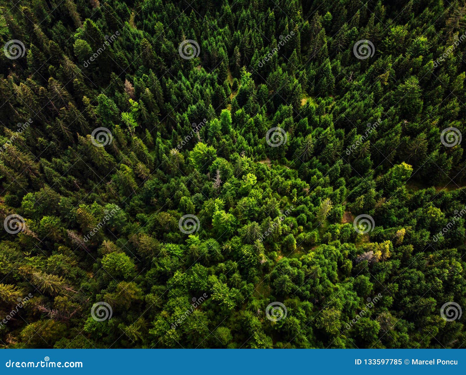 Top Down Forrest in the Sun Stock Image - Image of beautiful ...