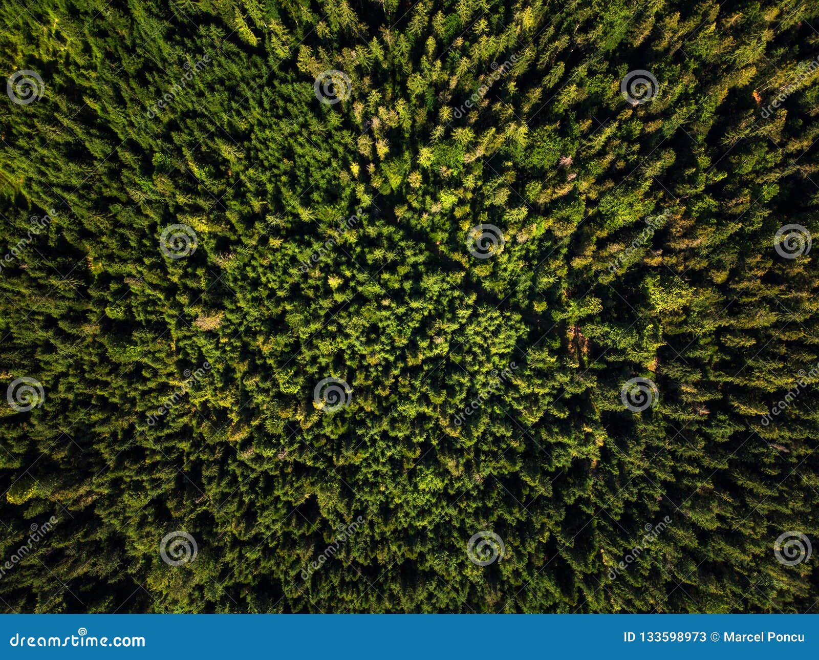 Top Down Forrest in the Sun Stock Image - Image of light, leaf: 133598973