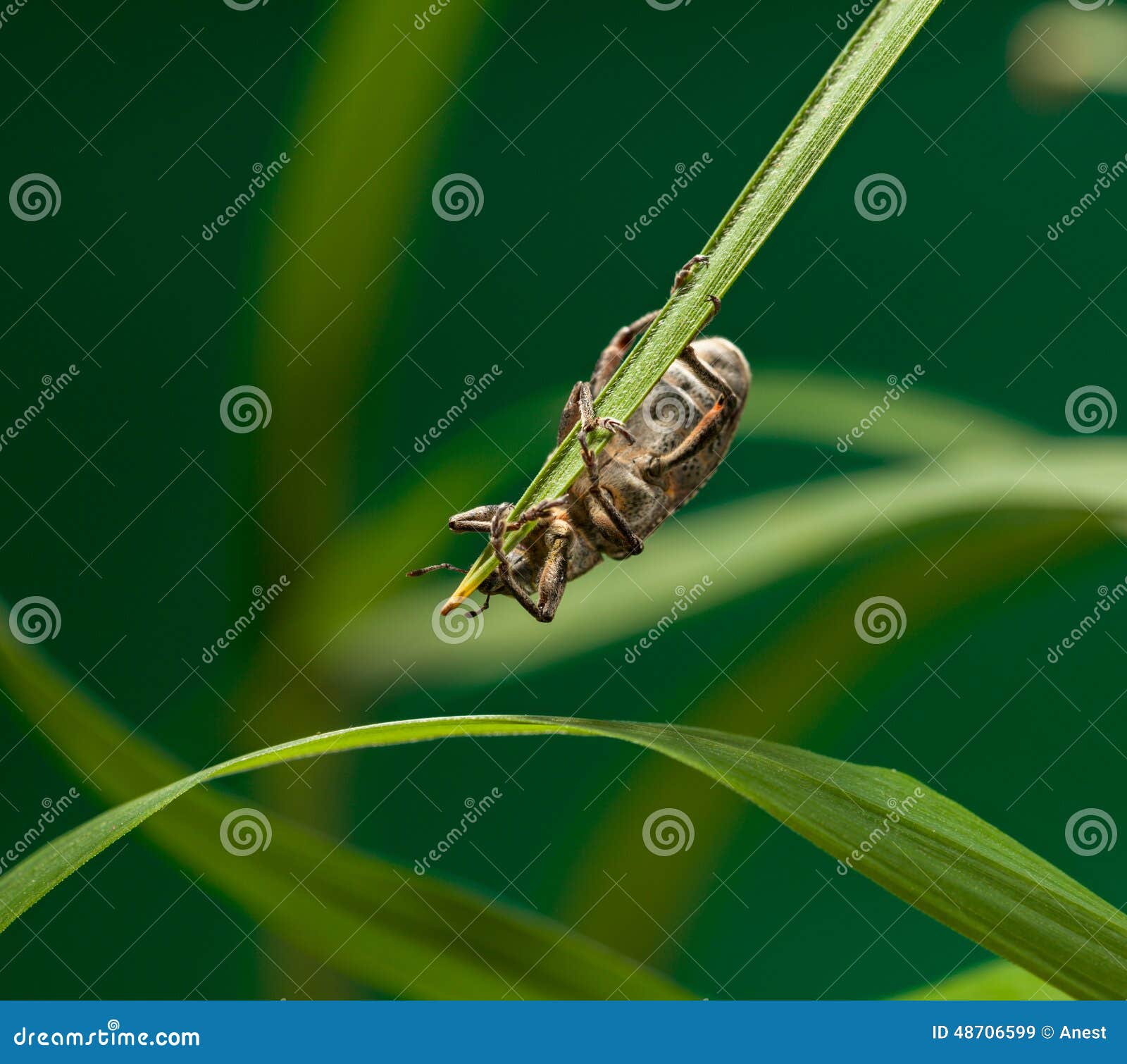 Top down on grass stock image. Image of beetle, nature - 48706599
