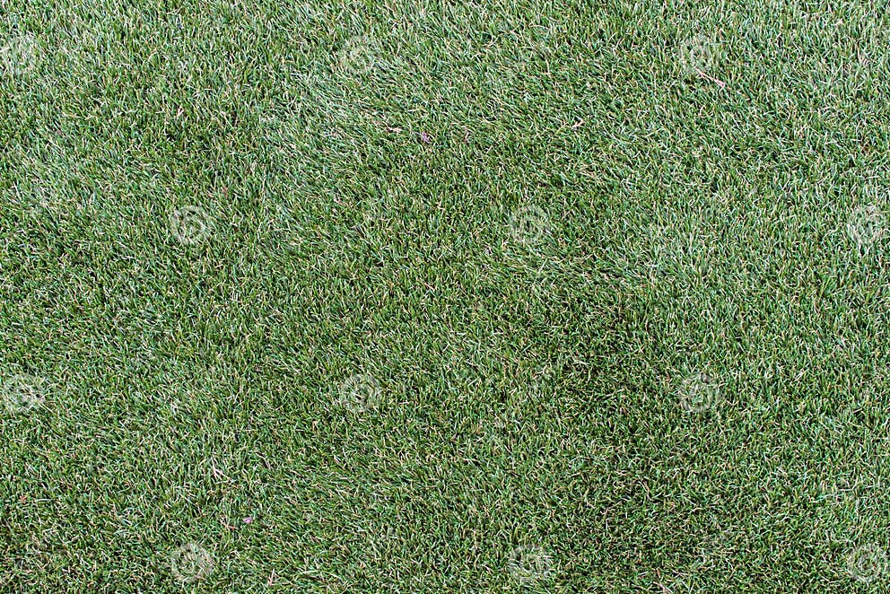 Top Down Green Grass Texture Patch Stock Image - Image of dark, green ...