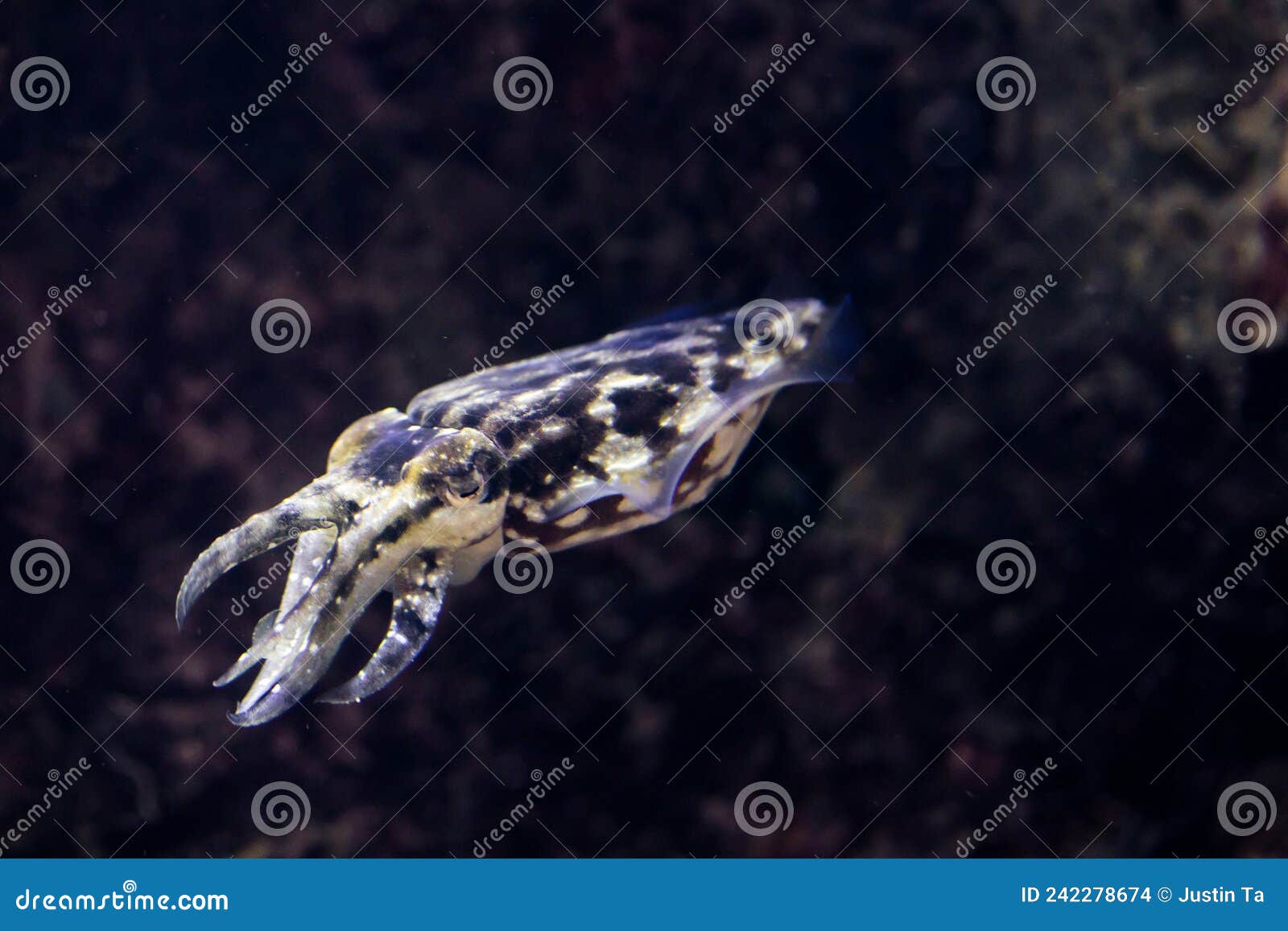 Top Down Light Showing a Tiny Cuttlefish Stock Photo - Image of ...