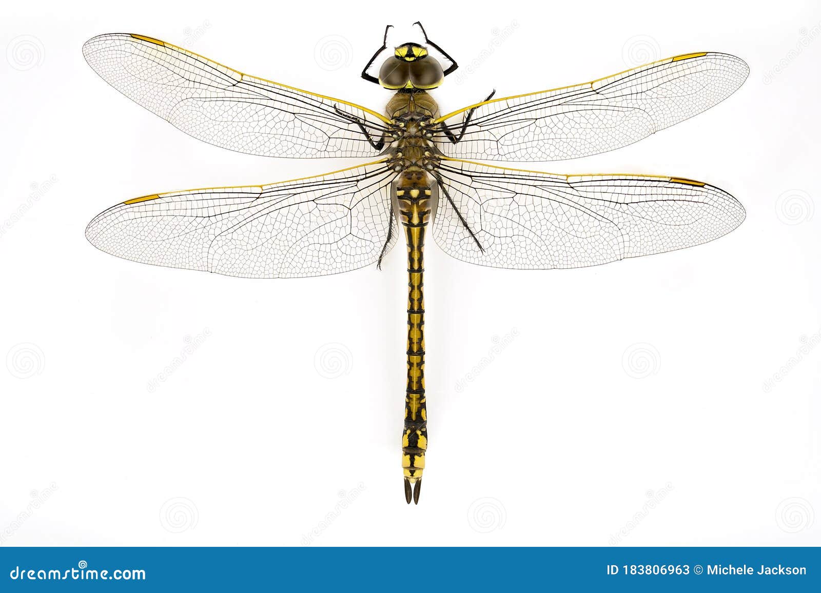 Top Down Macro of a Dragonfly Stock Image - Image of detail, closeup ...