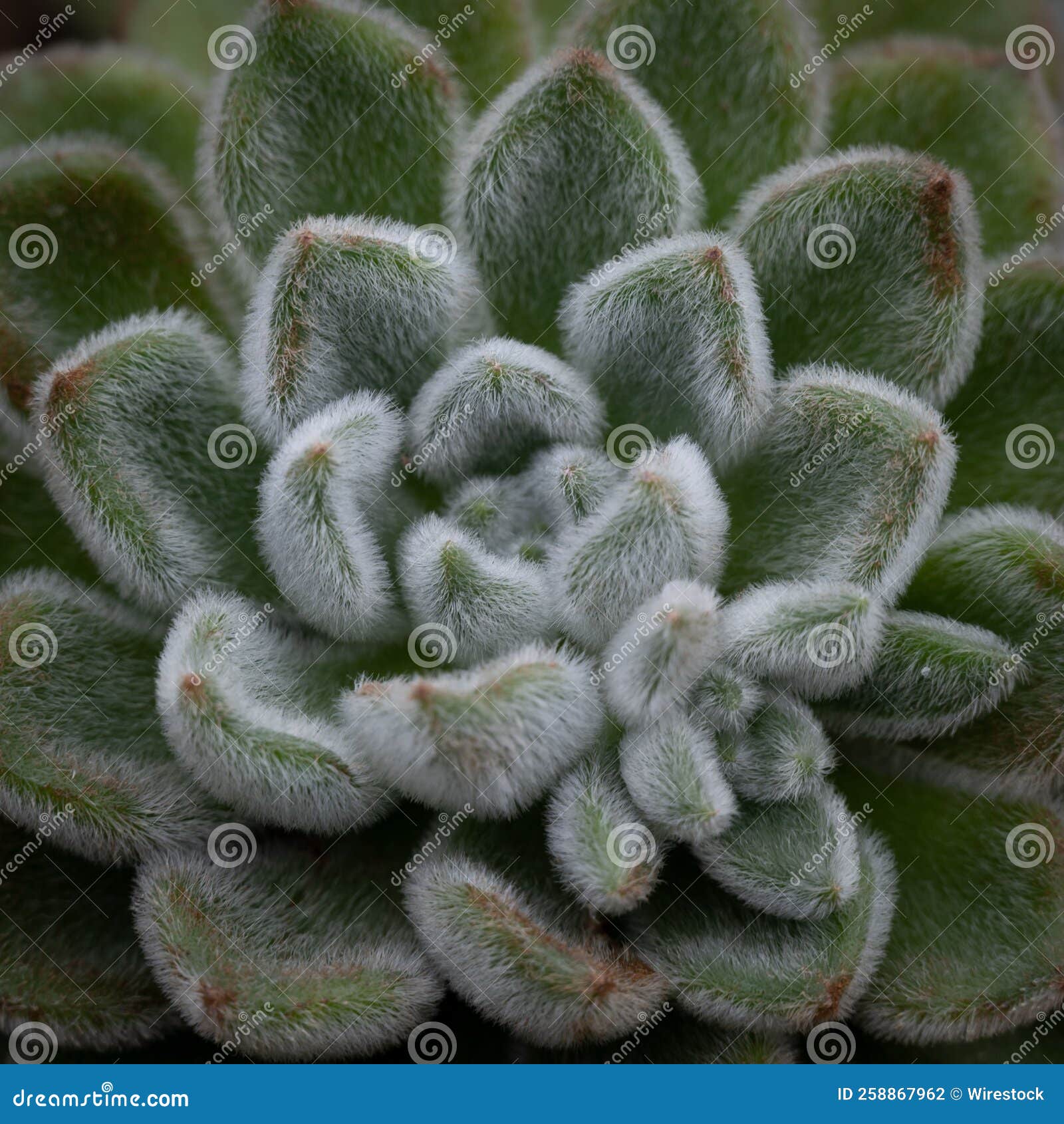 Top-down Macro of a Succulent Plant Stock Photo - Image of texture ...