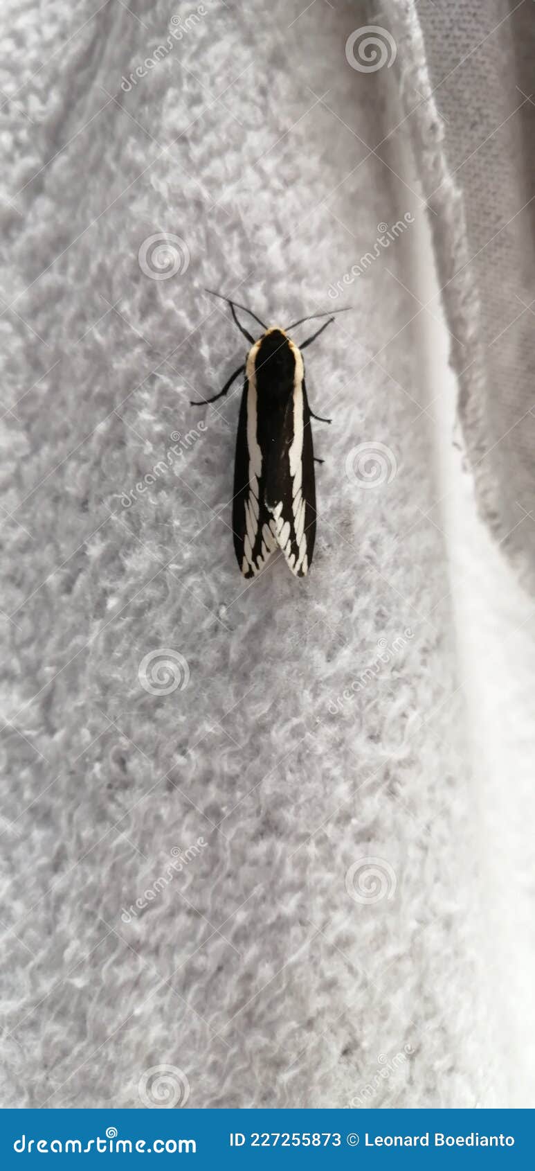 Top Down of Unknown Insect stock image. Image of snow - 227255873