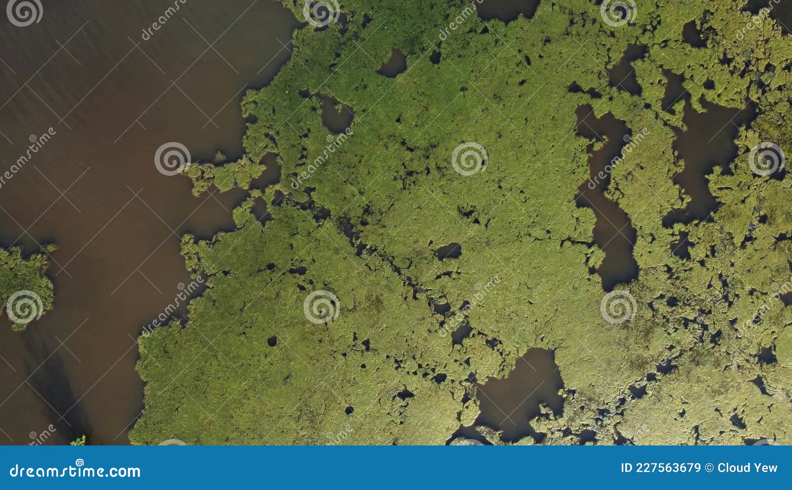 Top Down View Algae Live on Water Surface Stock Video - Video of flora ...