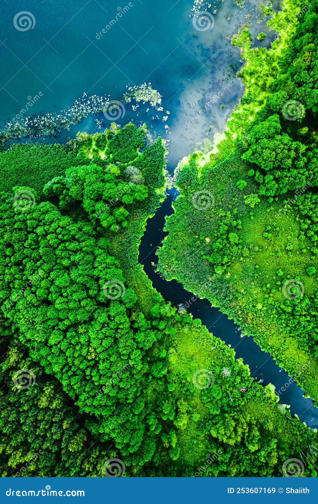 Top Down View of Amazing Blooming Algae on River Stock Image - Image of ...