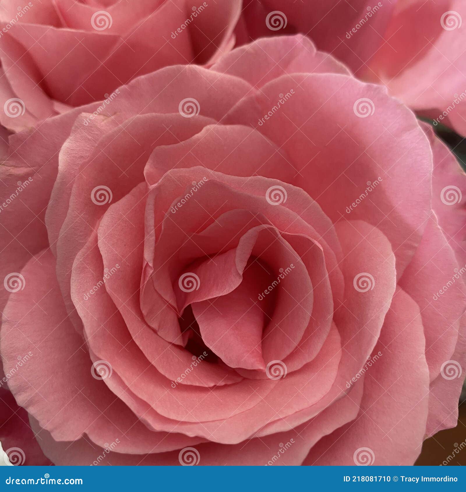 Top Down View of a Blooming Pink Roses Stock Photo - Image of floral ...