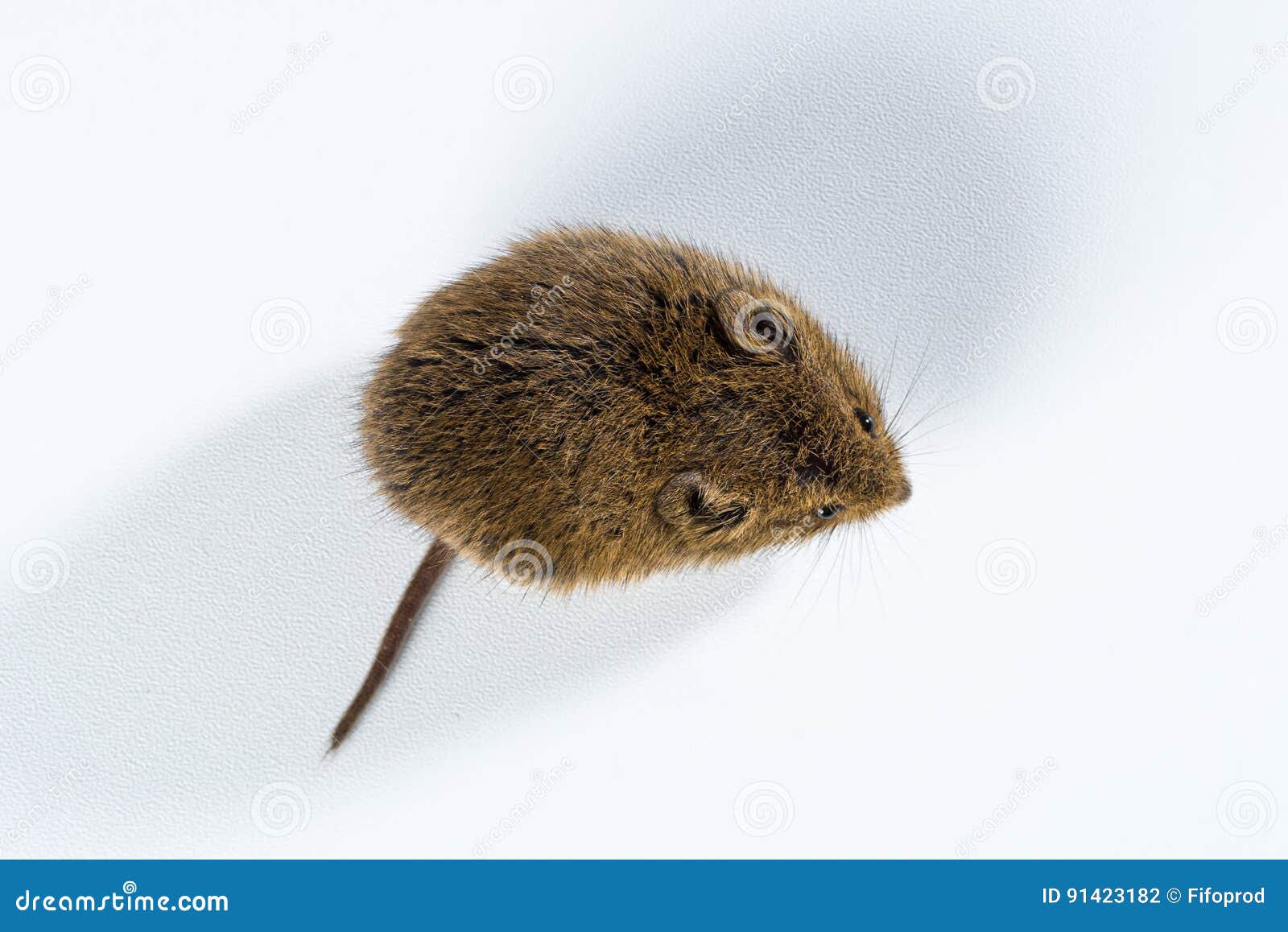 860 Field Isolated Mouse Photos - Free & Royalty-Free Stock Photos from ...