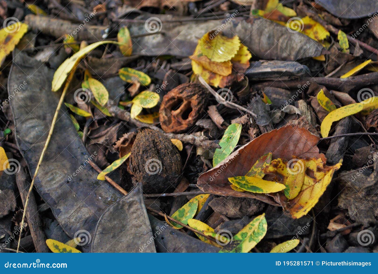 Top Down View of Dead Laves Twigs and Broken Walnut Pieces on the ...