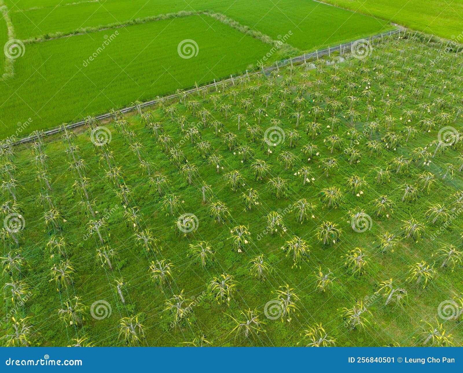 Top View of Dragon Fruit Field Stock Image - Image of natural, exotic ...