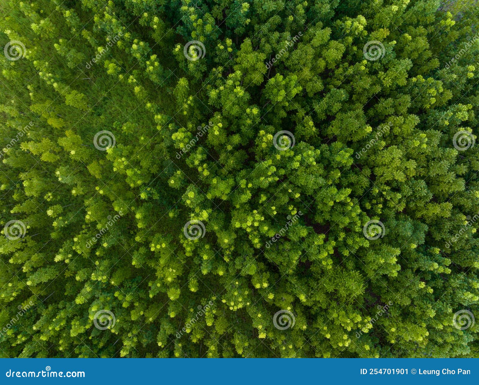 Top down view of forest stock image. Image of wild, plant - 254701901