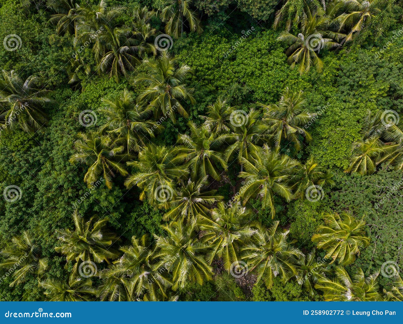 Top down view of forest stock photo. Image of nature - 258902772