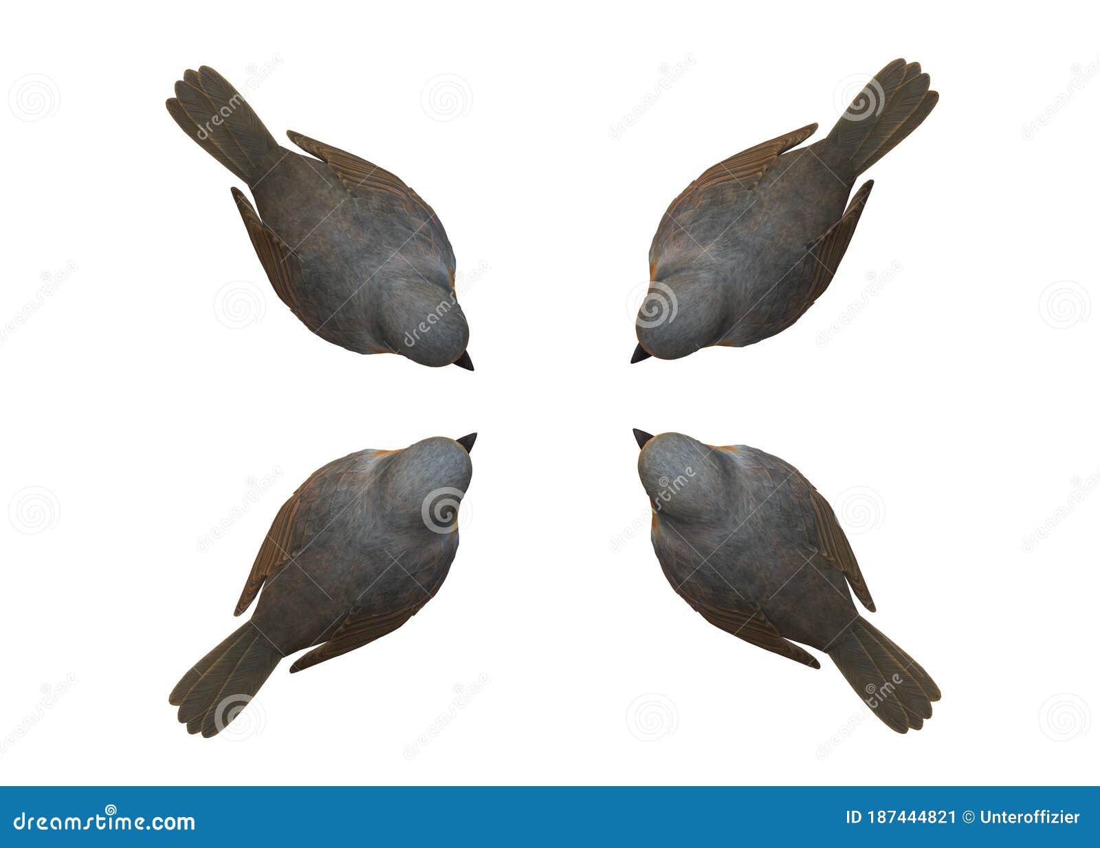 Top Down View of Four Grey Colored Birds Against a White Backdrop Stock ...