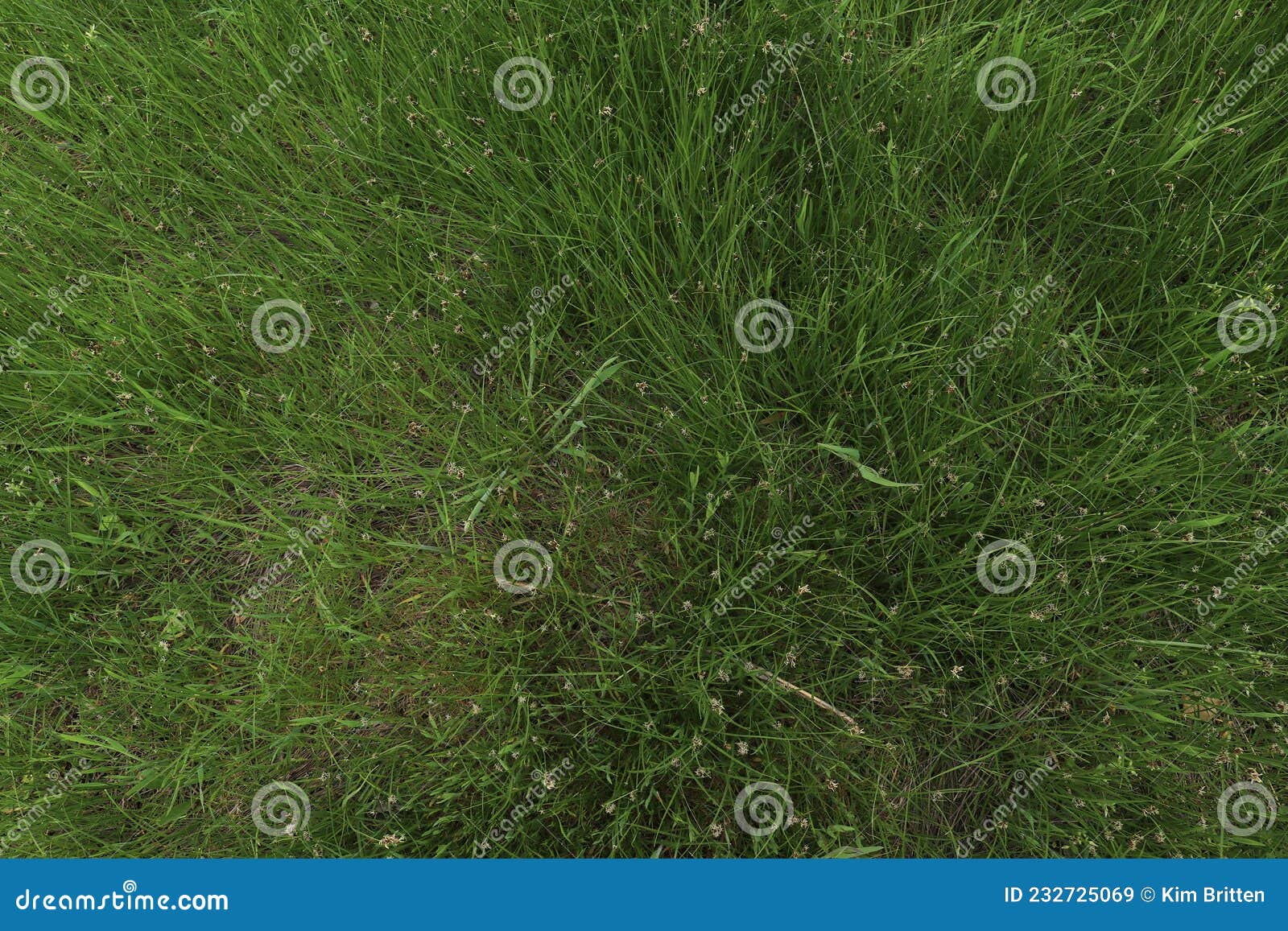 A Top-down View of Generic Green Plants, Weeds and Grasses Stock Image ...