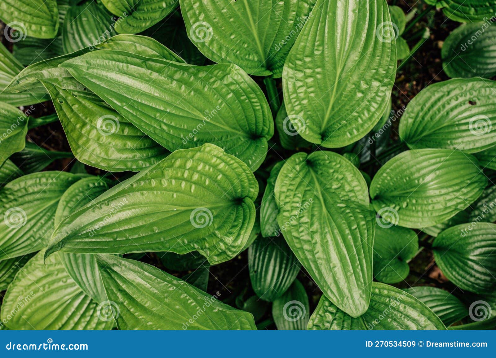 Close Up of Green Aphrodite Hosta Leaves Stock Image - Image of flora ...