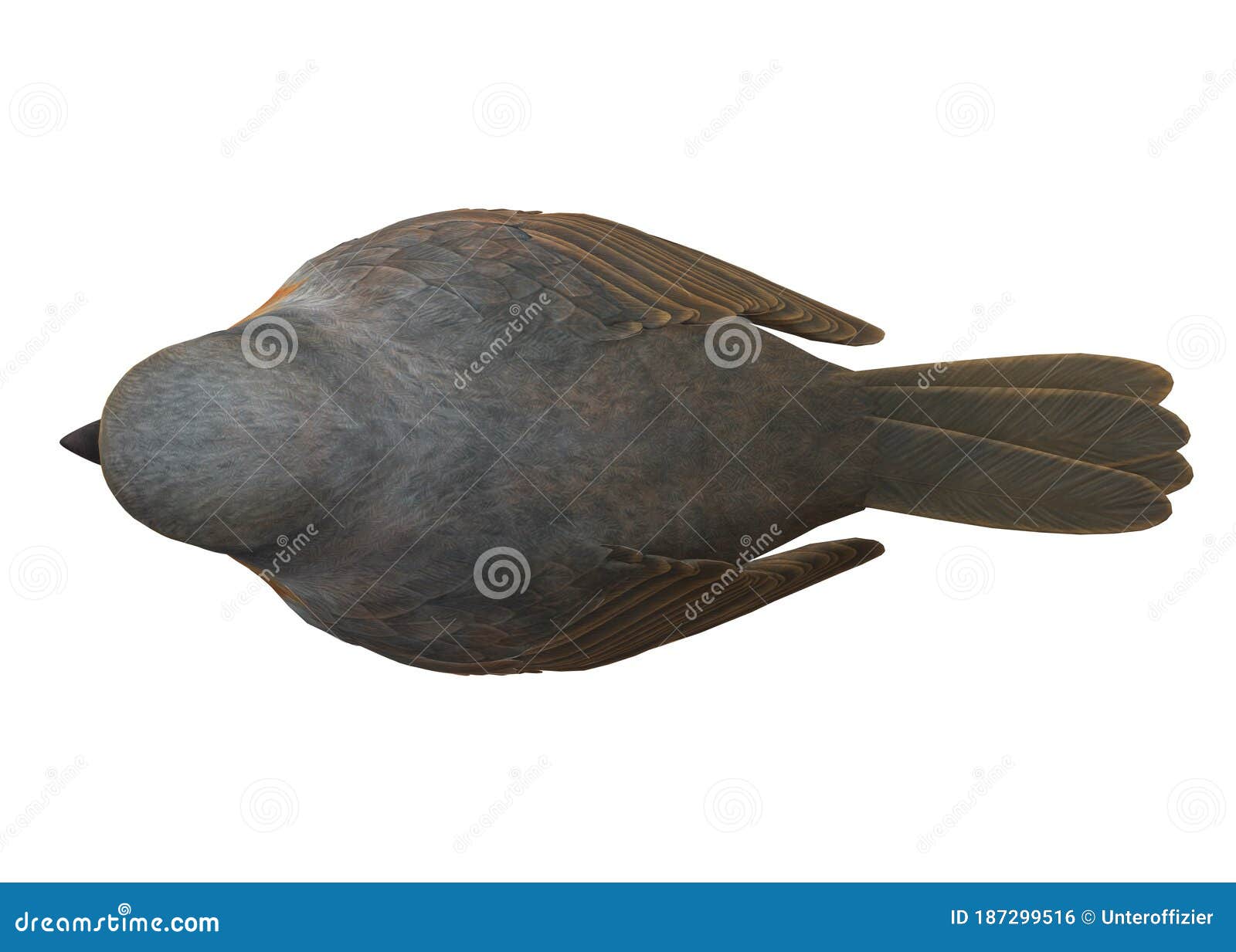 Top Down View of a Grey Colored Bird Against a White Backdrop Stock ...