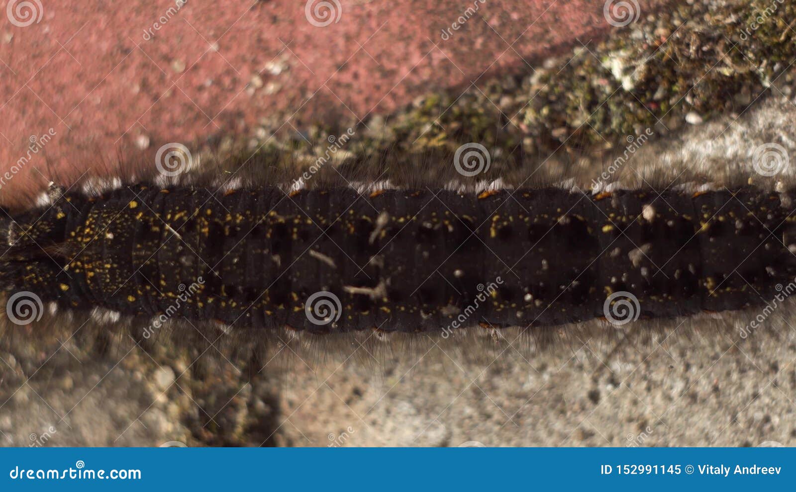 Top Down View on Hairy Centipede Stock Video - Video of rough ...