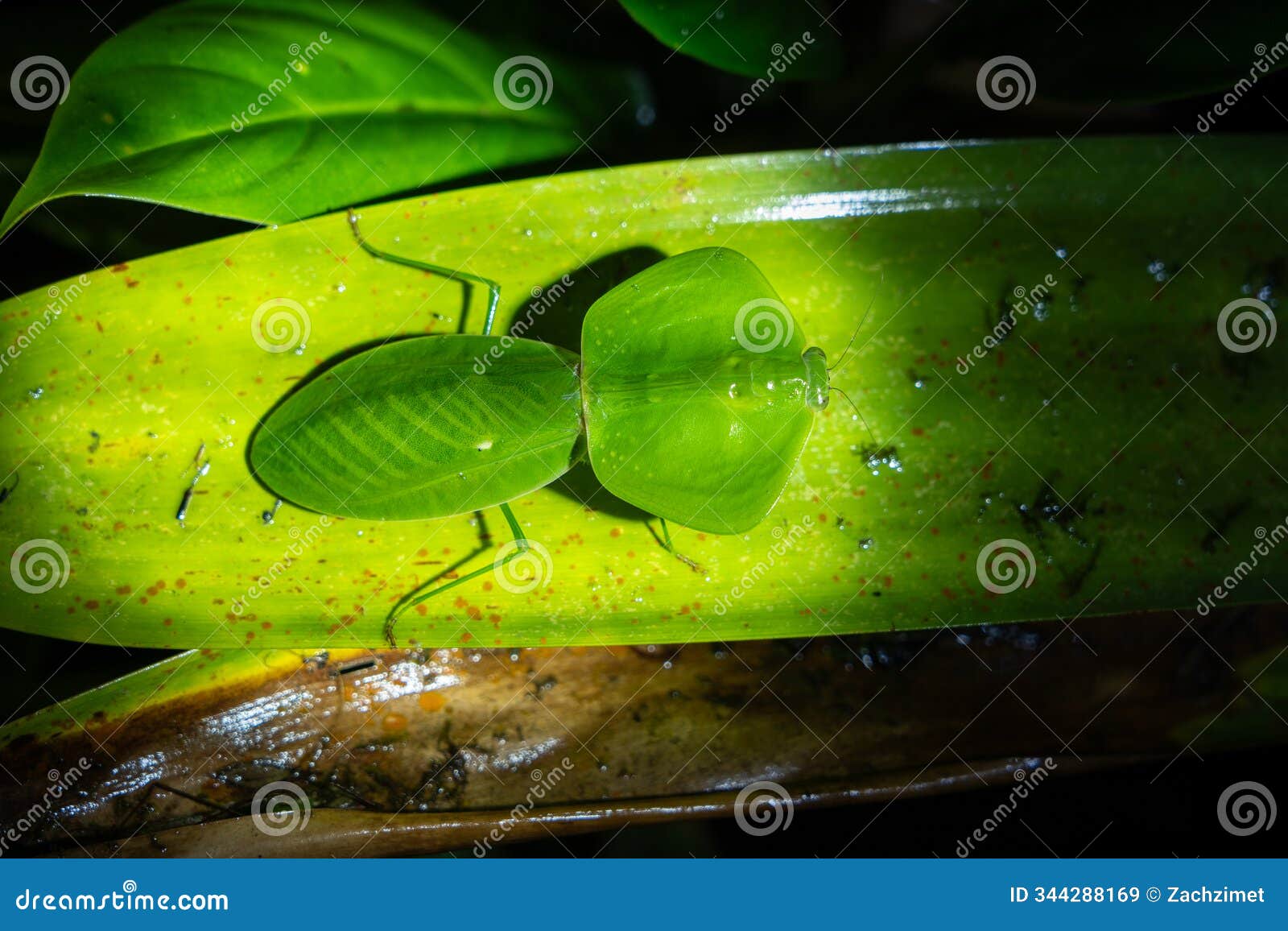Top-down View of a Leaf Mantis Illuminated by a Flashlight at Night in ...