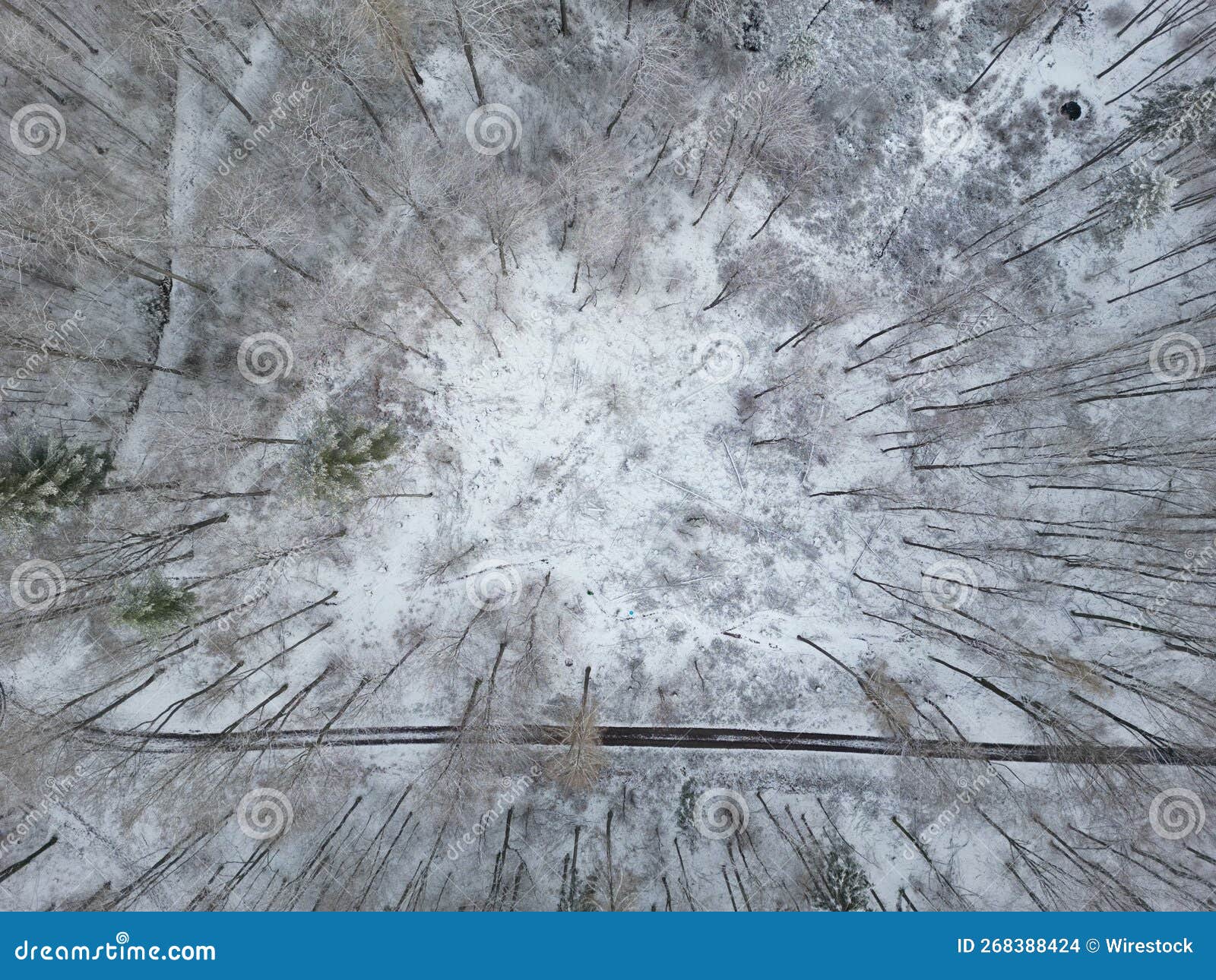 Top Down View of the Leafless Tall Trees in a Snowy Forest during ...