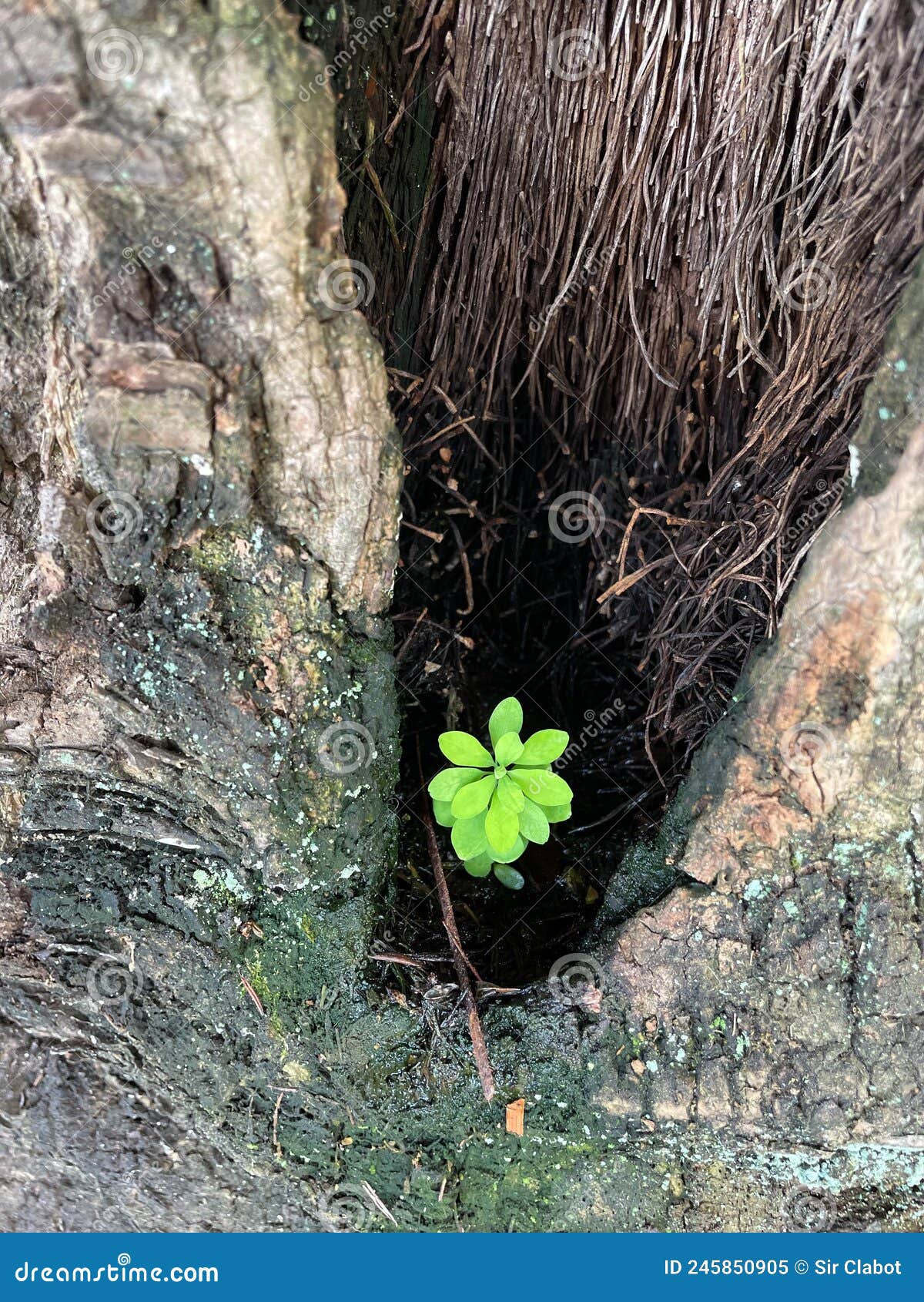 Top-down View of the Leaves of a New Plant Growing Inside an Old Tree ...