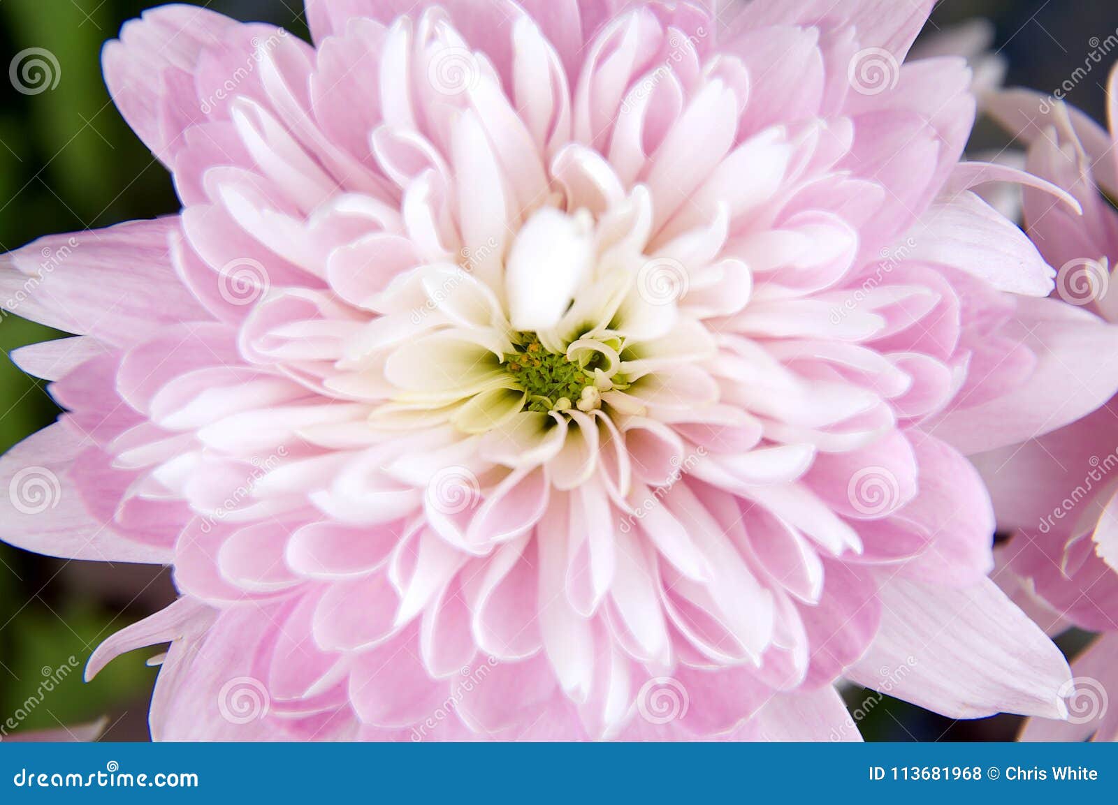 A Top Down View of a Light Pink Dahlia Flower Stock Photo - Image of ...