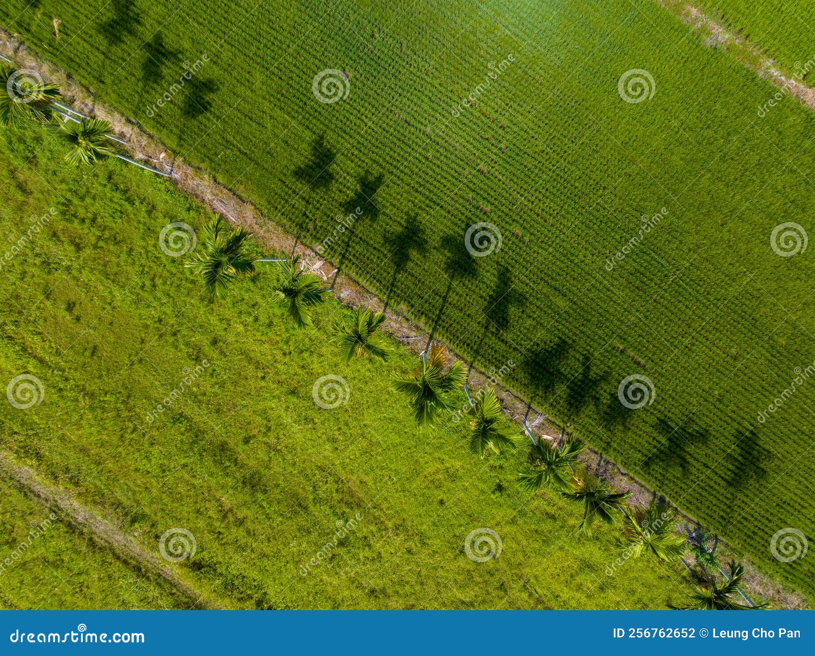 Top down view of meadow stock photo. Image of forest - 256762652