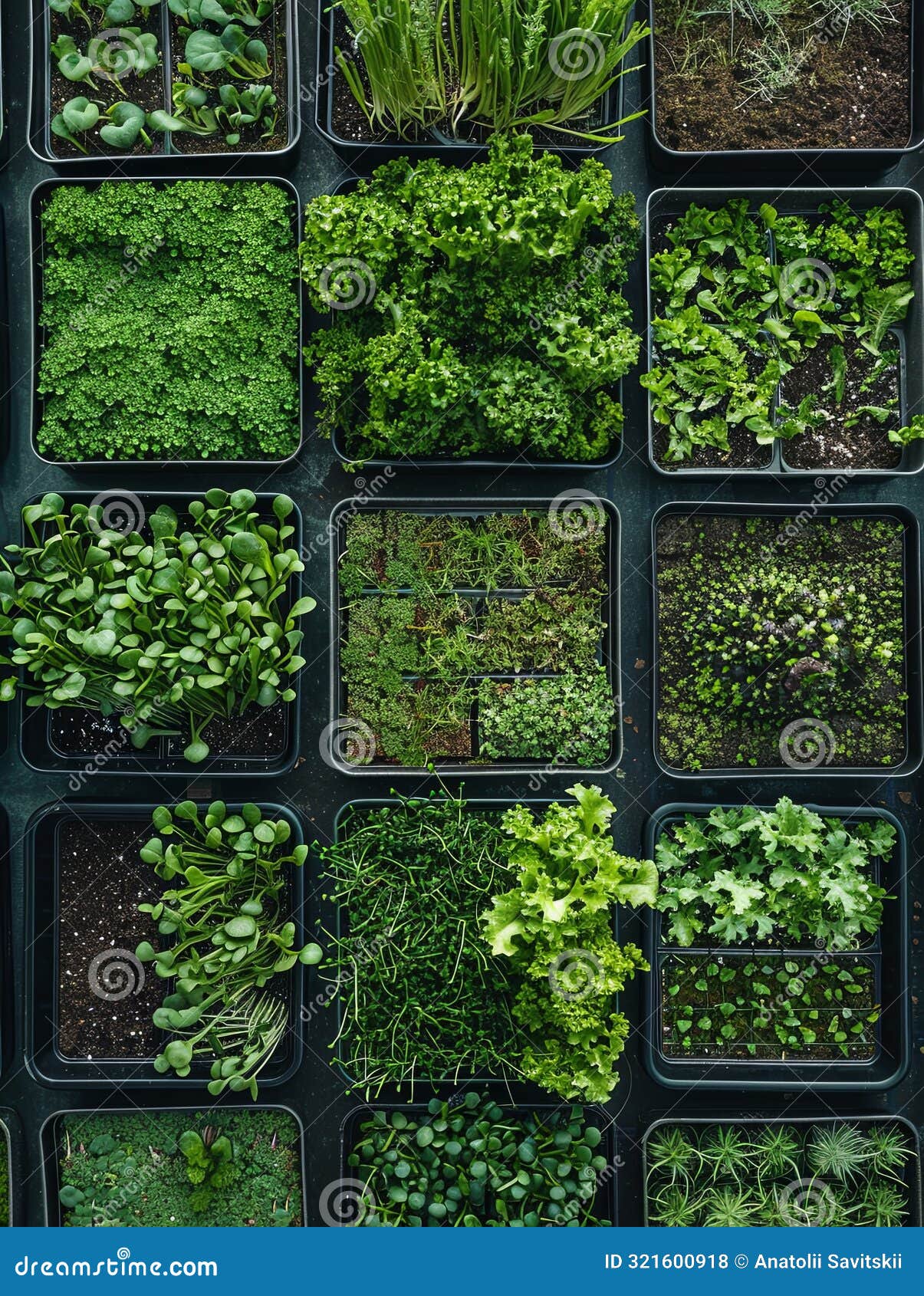 A Top-down View of a Microgreen Farm, Showing Rows of Trays Filled with ...