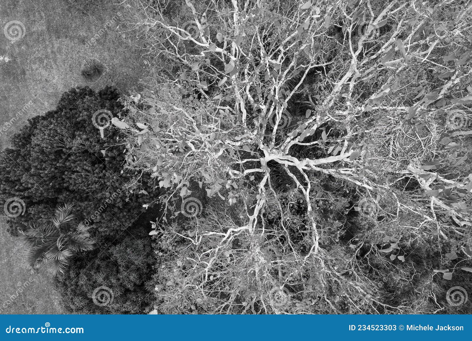 Top Down View in Monotone of Large Tree Stock Image - Image of lines ...