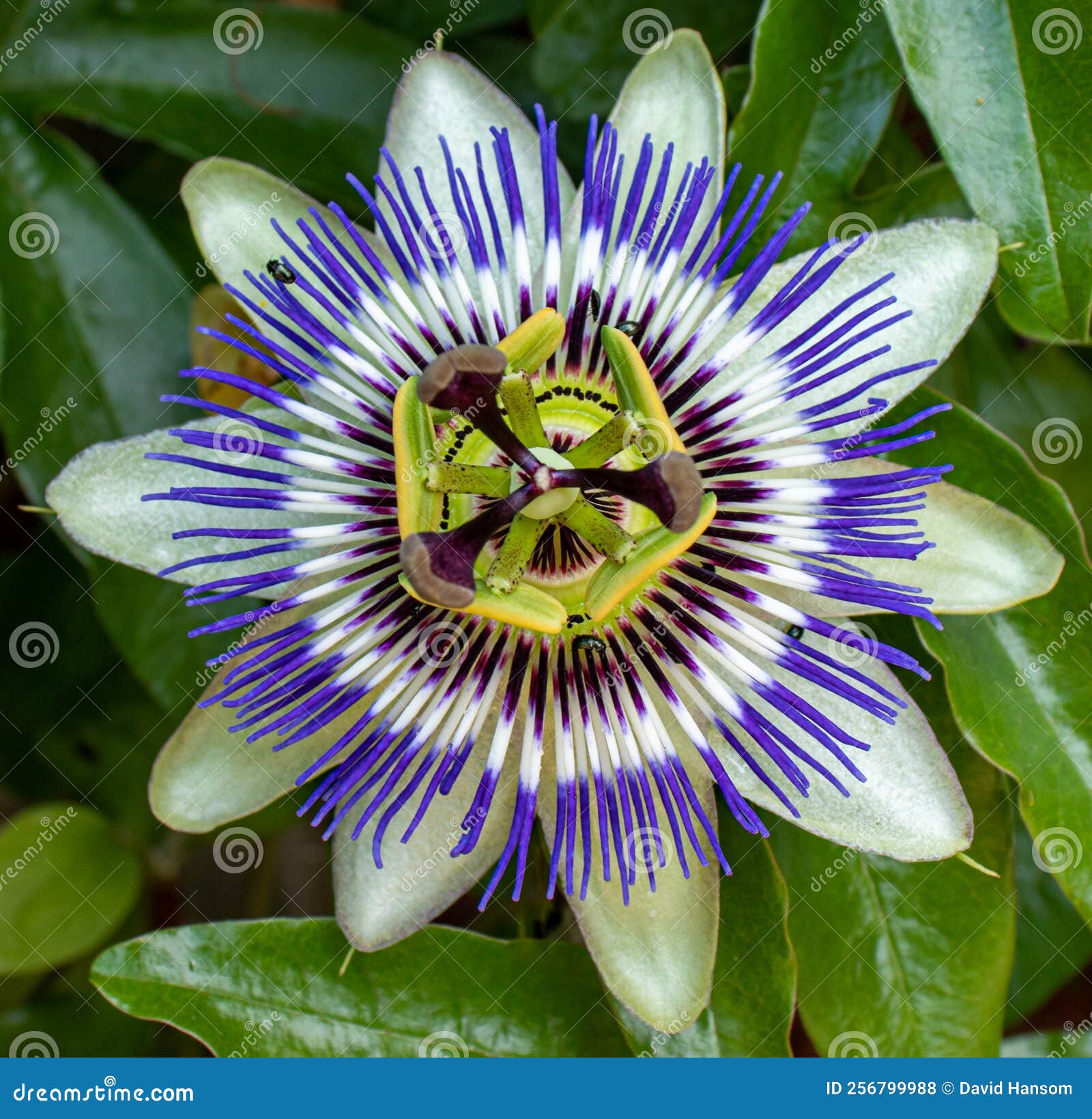 Top Down View of a Passion Flower Stock Photo - Image of beauty ...