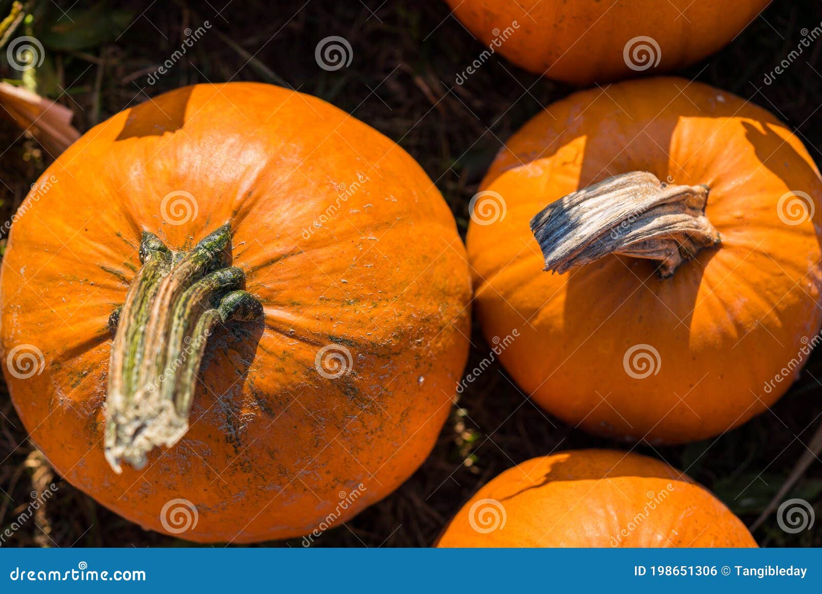 Top Down View Pumpkins, Big Small Stock Photo - Image of seasonal ...