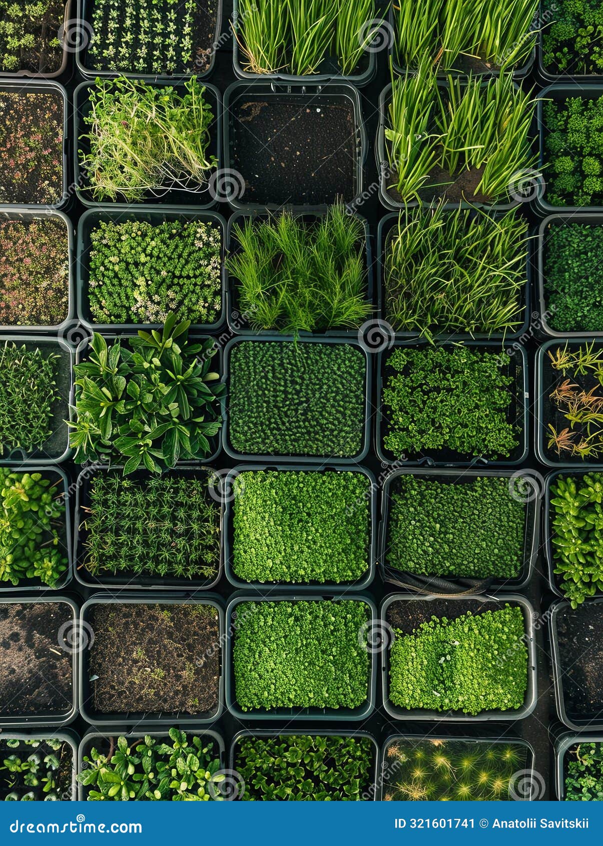 A Top-down View Showcasing a Microgreen Farm with Rows of Trays Filled ...