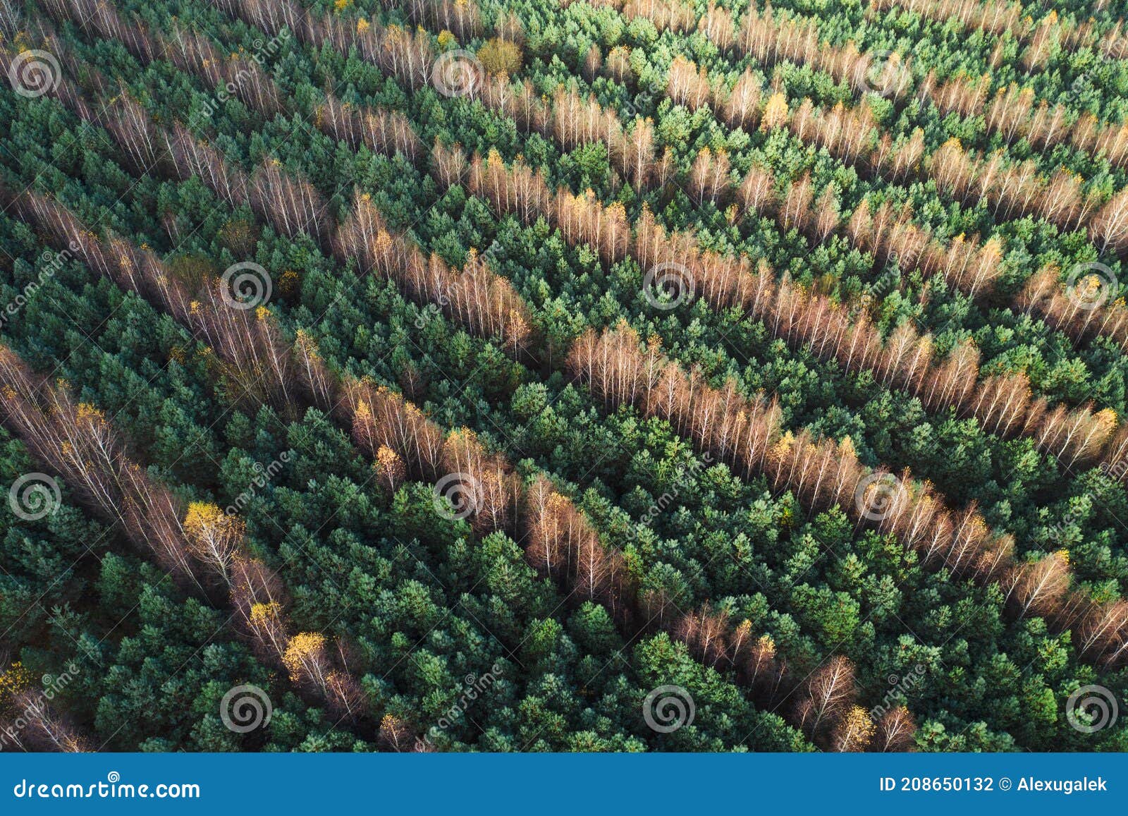 Straight Rows Of Dried Corn Ready For Harvest Stock Image ...