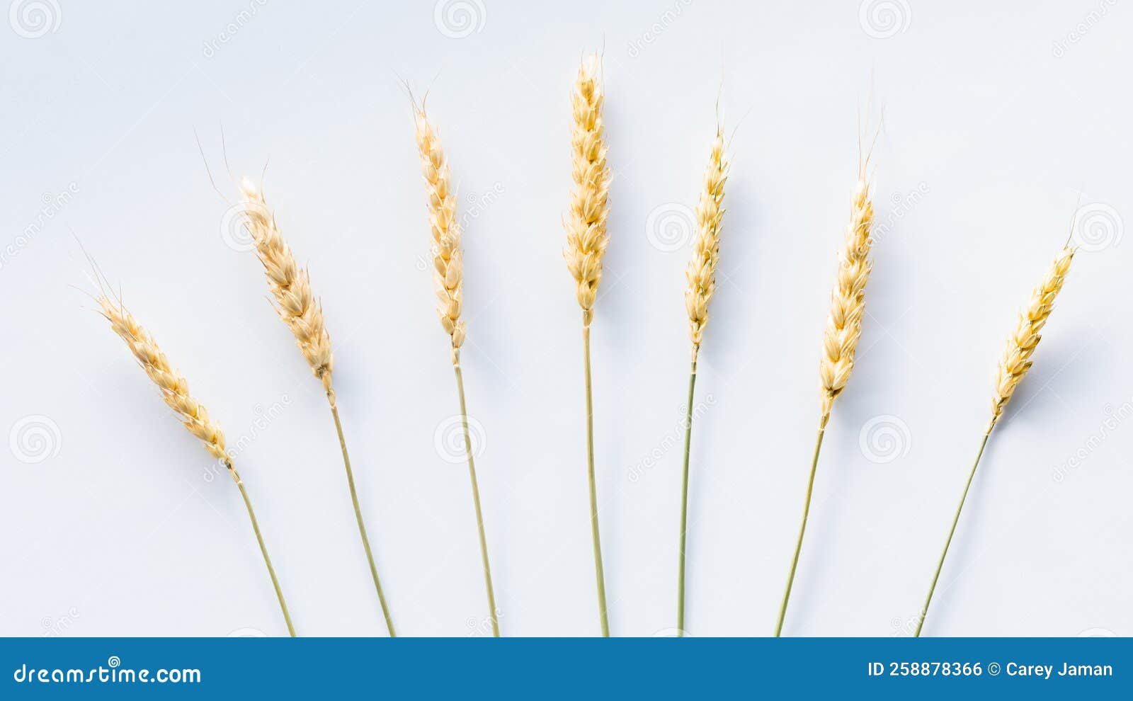 Top Down View of Strands of Wheat Against a Light Background. Stock ...
